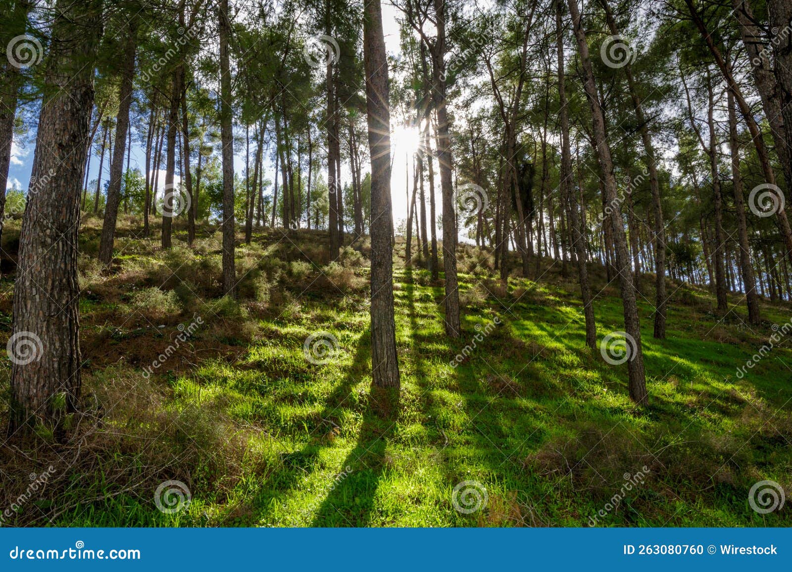 Landscape of a Green Field with Trees in Israel Stock Photo - Image of ...
