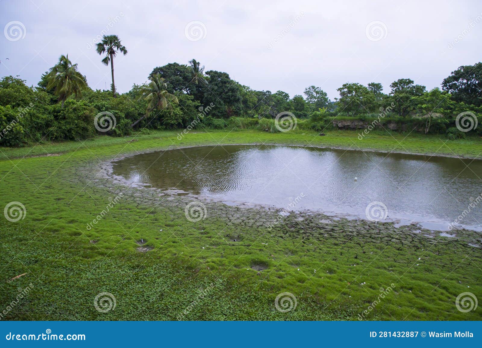 The Landscape of Green Fields with Ponds and Coconut Trees in the ...