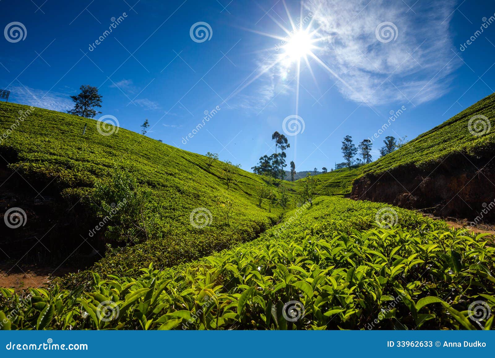 Landscape with Green Fields of Tea in Sri Lanka Stock Image - Image of ...