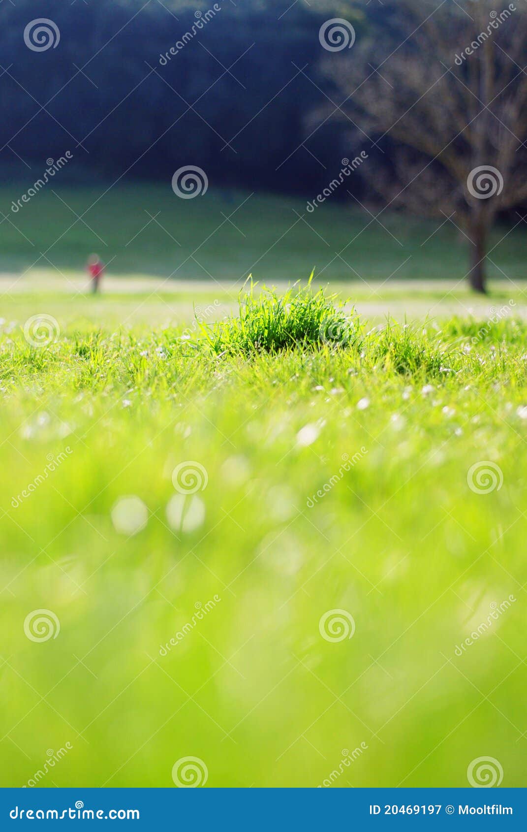 Landscape with green grass stock image. Image of tree - 20469197