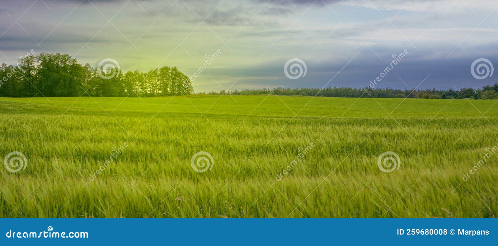 Landscape with Green Grass and Sky at Sunset Stock Photo - Image of ...