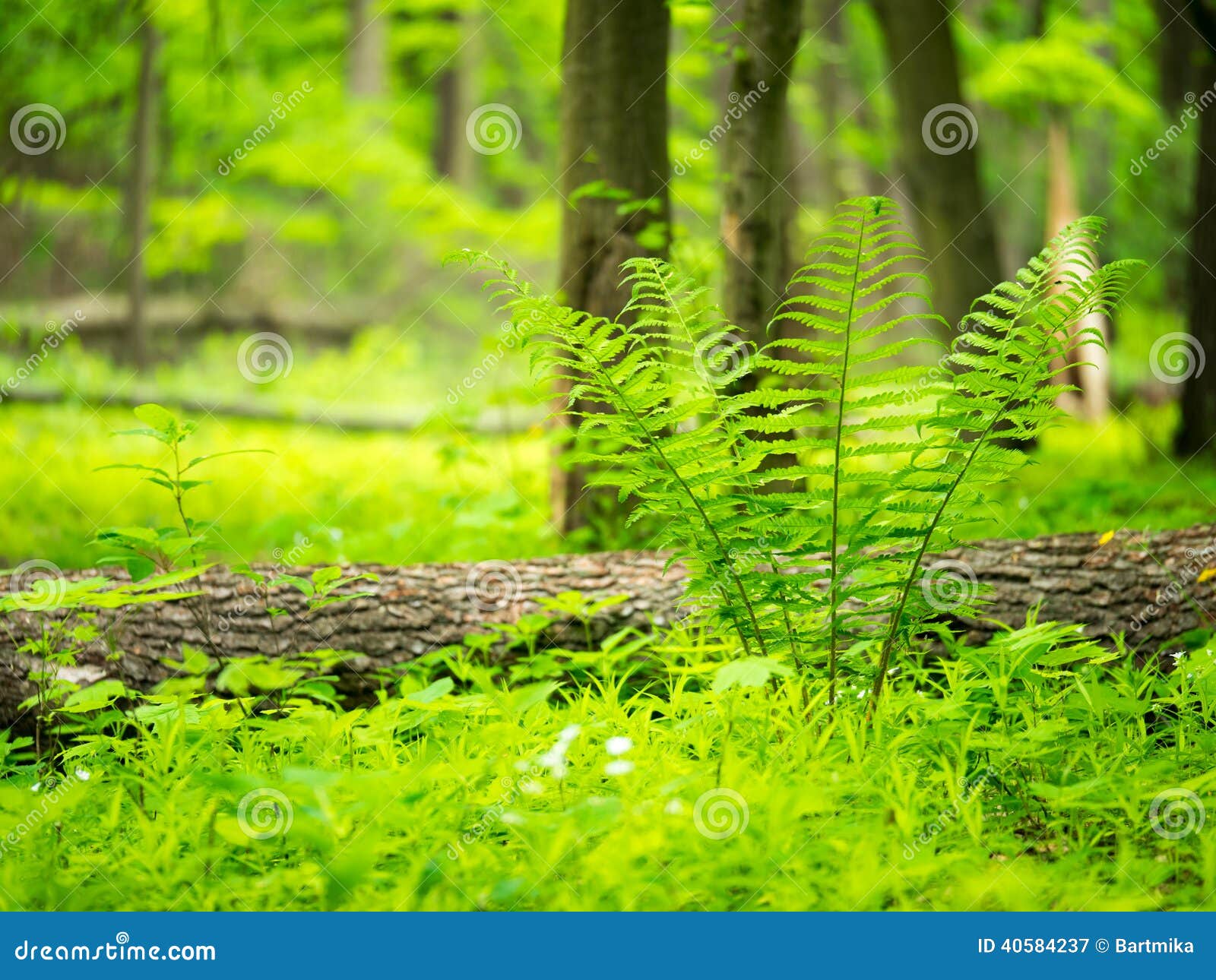 Landscape. Green Grass and Trees Stock Image - Image of outdoors ...
