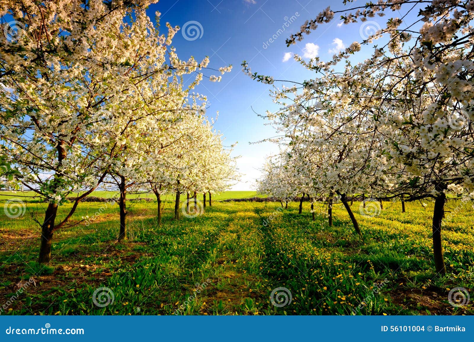 Landscape. Green Grass and Trees Stock Photo - Image of trees, season ...