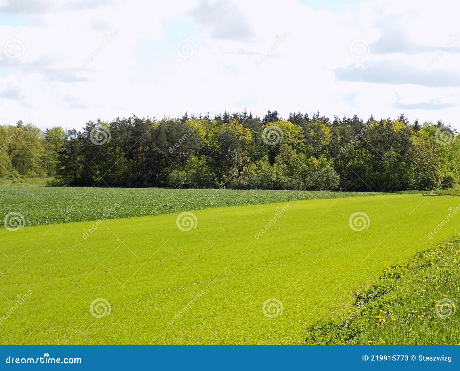 Landscape with Green Grass and Trees Stock Image - Image of grassland ...