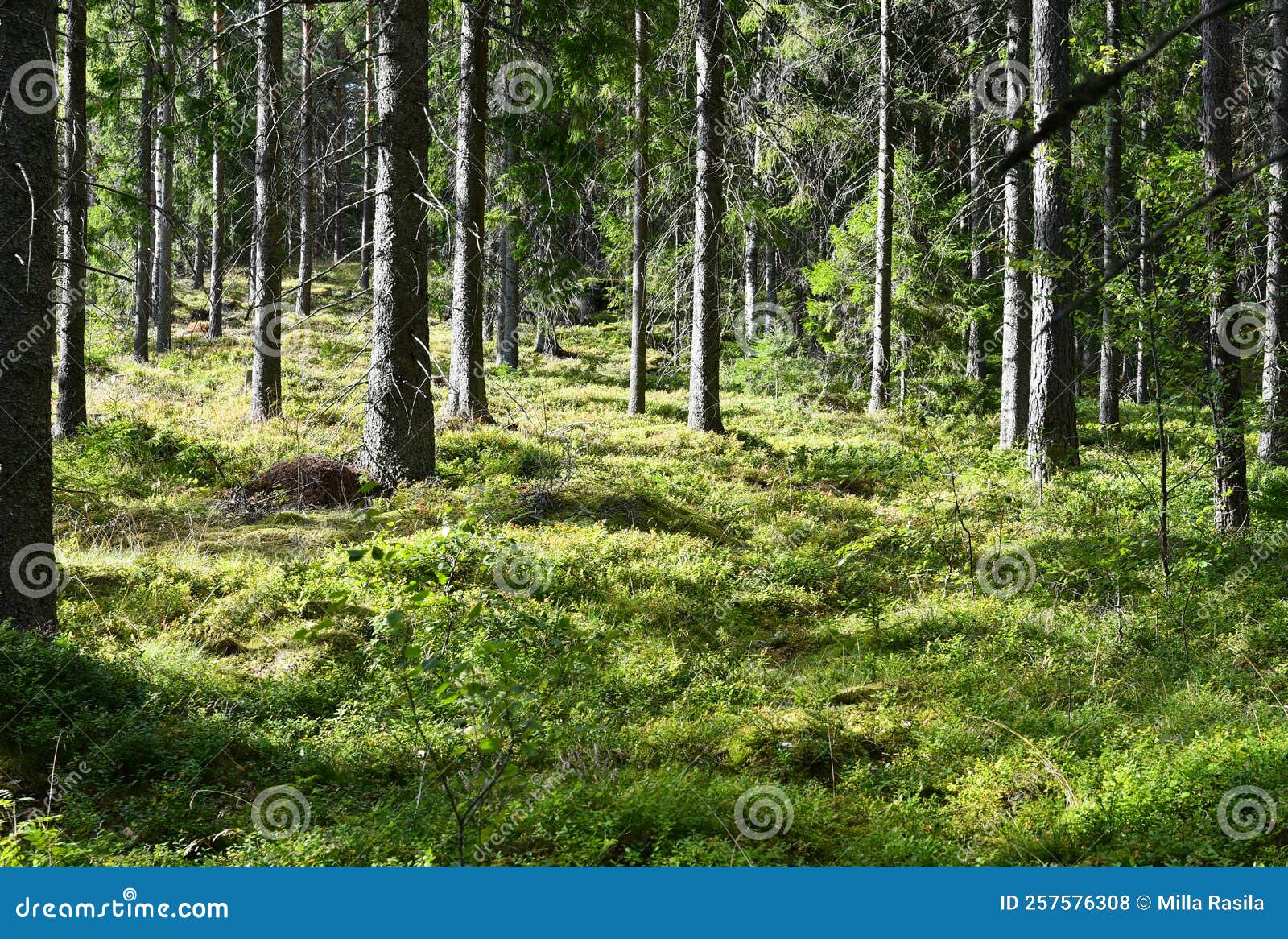 Fresh air in the forest stock photo. Image of wood, spruce - 257576308