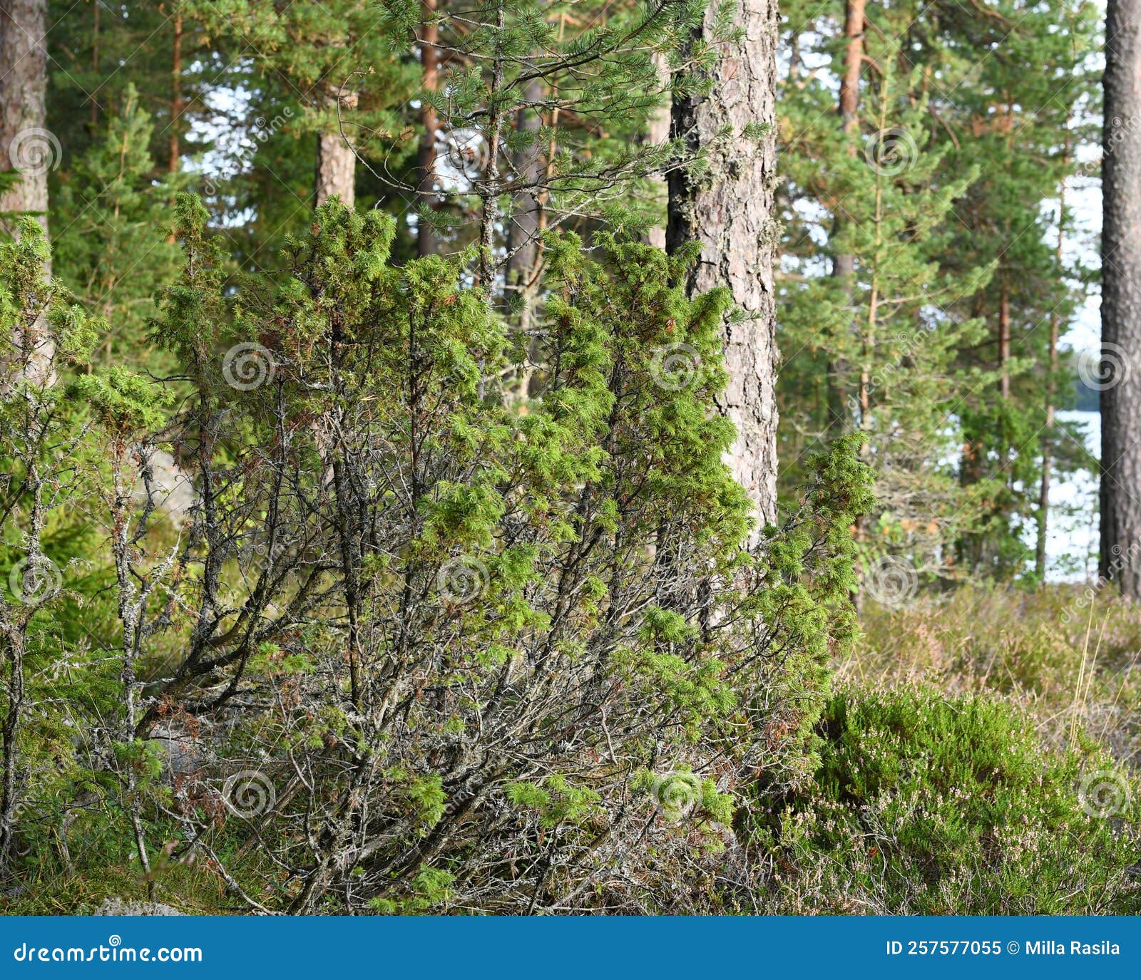 Fresh air in the forest stock image. Image of summer - 257577055
