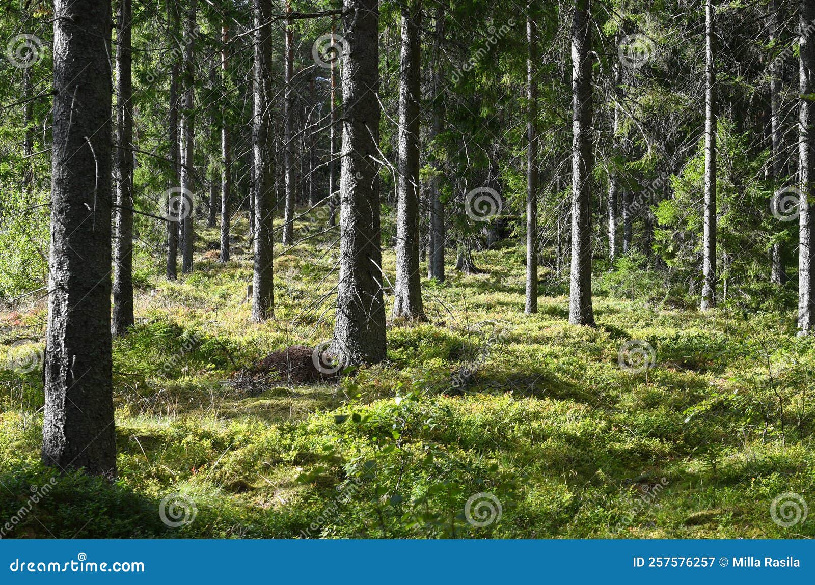 Fresh air in the forest stock image. Image of forest - 257576257