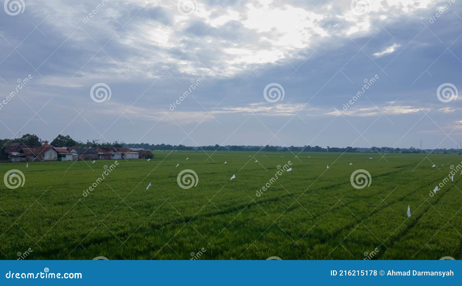 Landscape of Green Paddy Rice Field in West Java, Indonesia Stock Photo ...