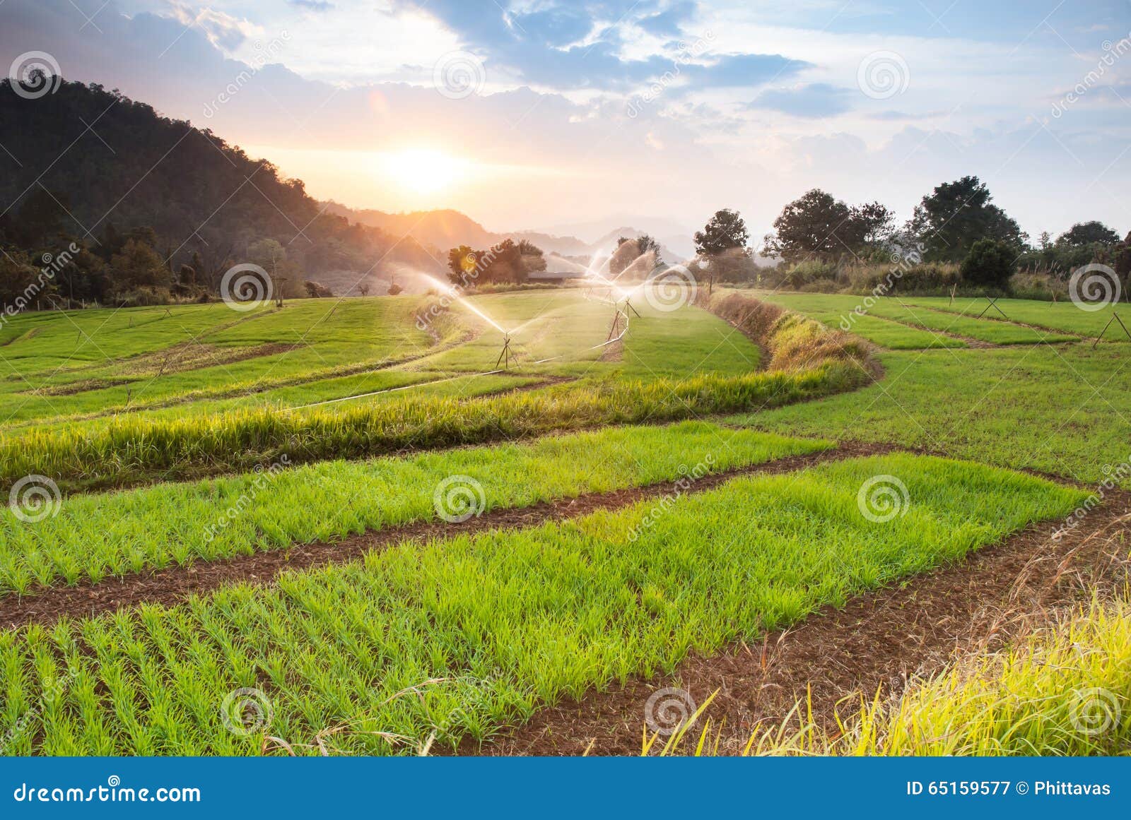 Landscape of Green Rice Farm Stock Image - Image of farm, cloud: 65159577