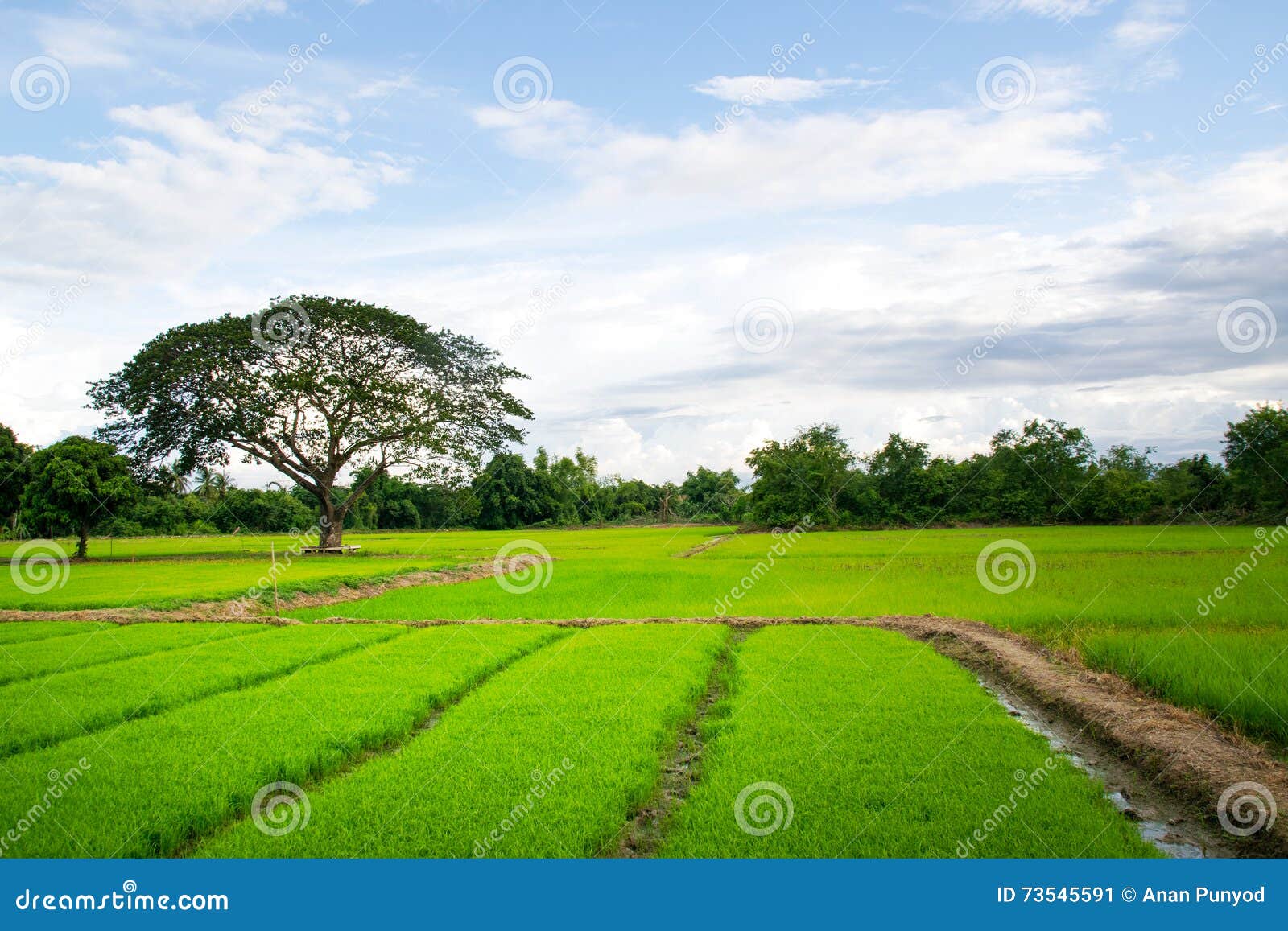 Landscape - Green Rice Field and Sky in Thailand Stock Image - Image of ...