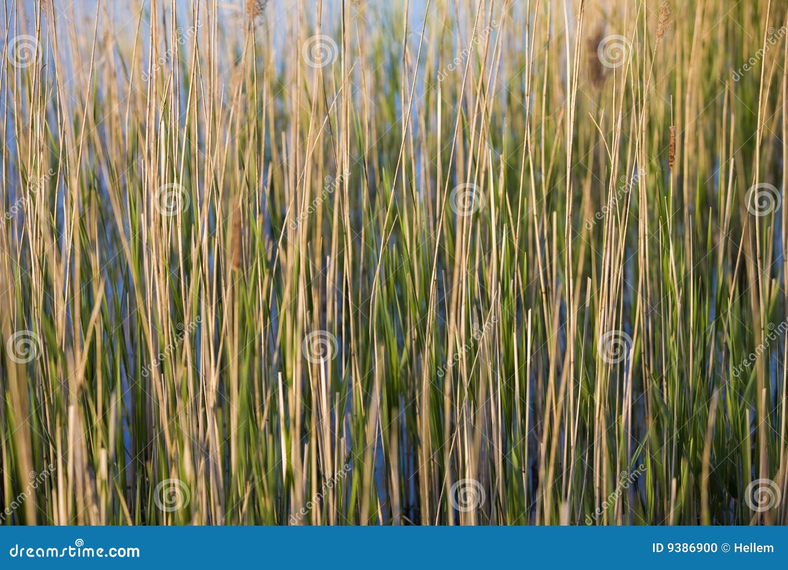Landscape - Green Rushes stock photo. Image of rushes - 9386900