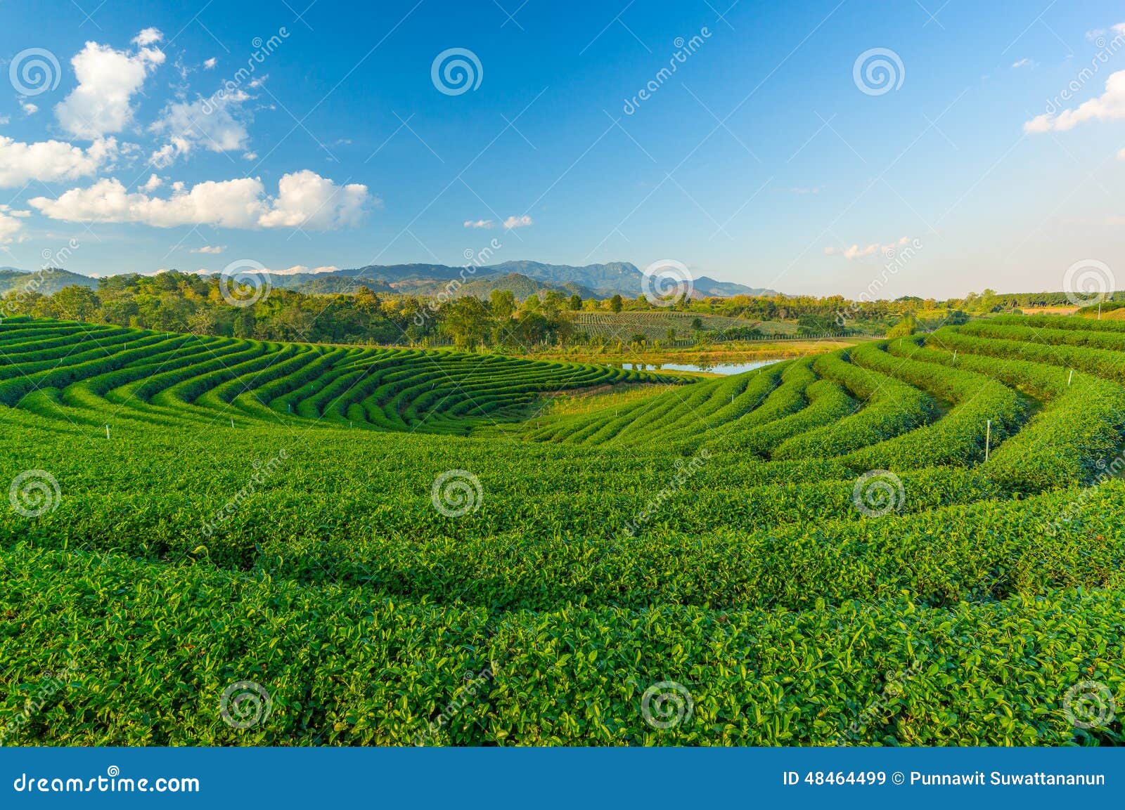 Landscape of Green Tea Field Stock Image - Image of green, chiangrai ...