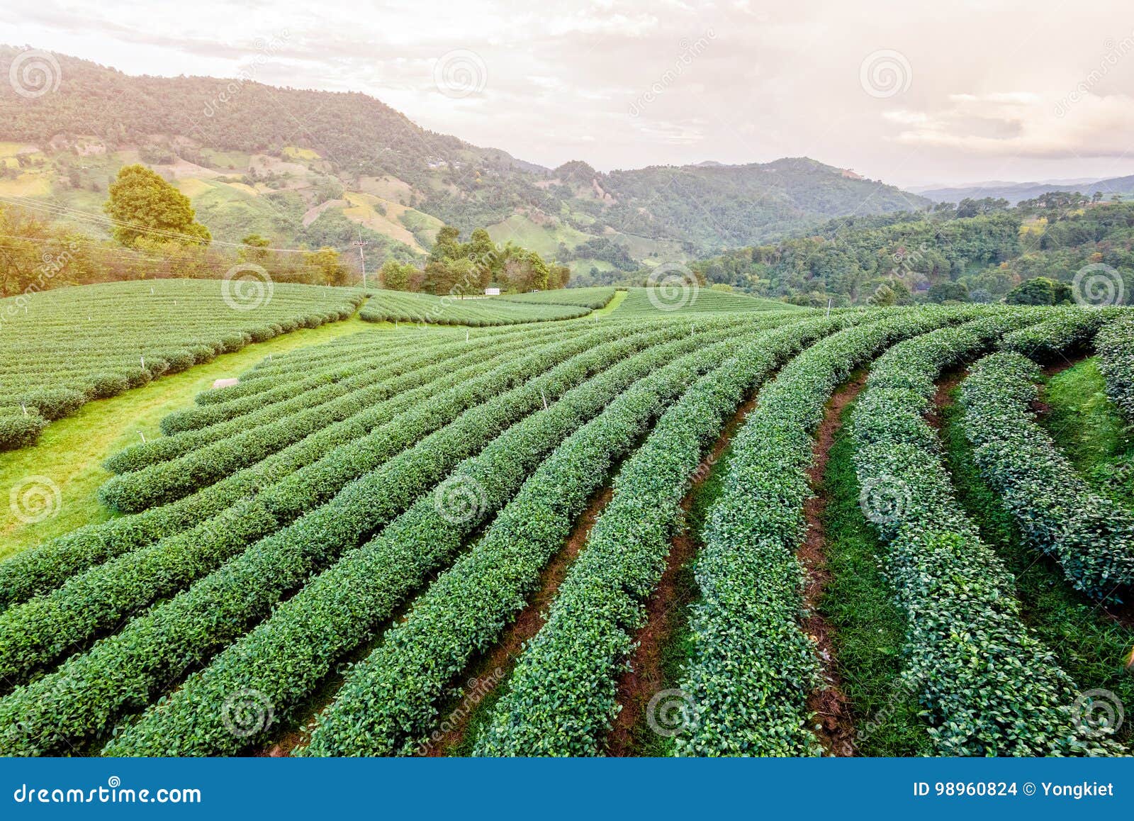 Landscape of Green Tea Plantation Stock Photo - Image of culture, fresh ...