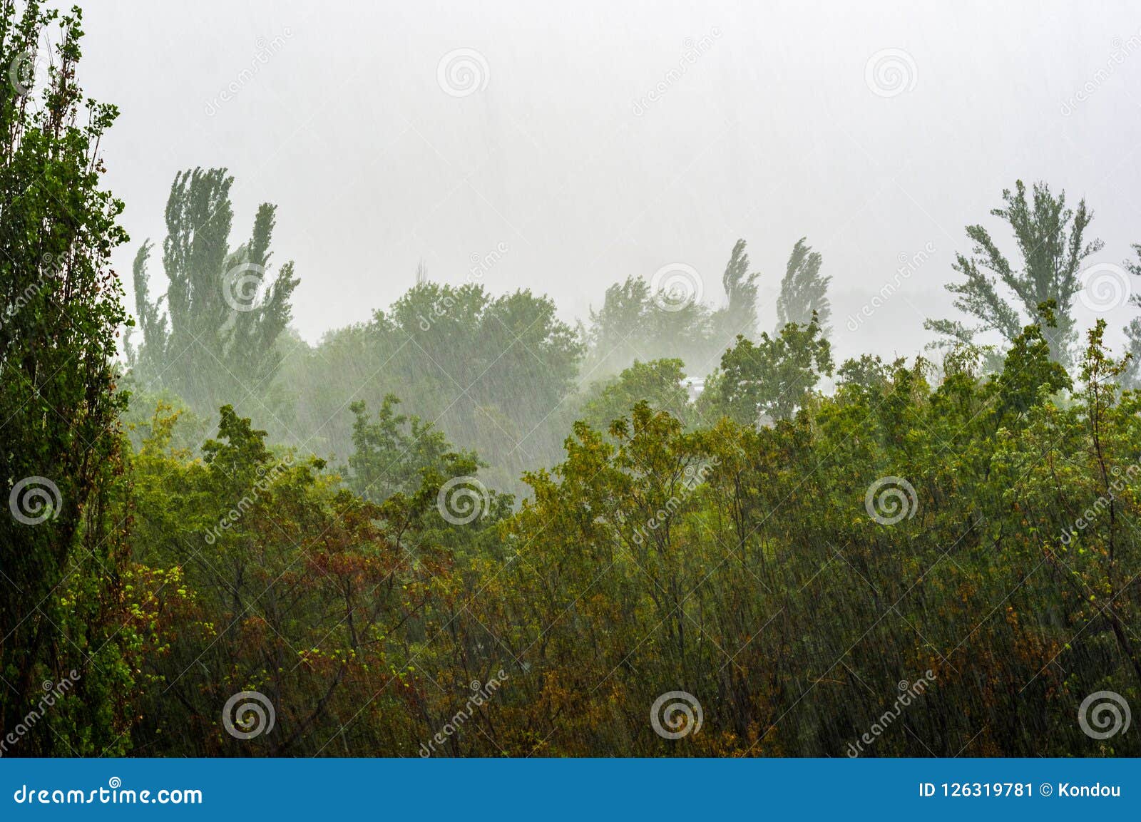 Landscape with Trees in Heavy Summer Rainstorm Stock Image - Image of ...