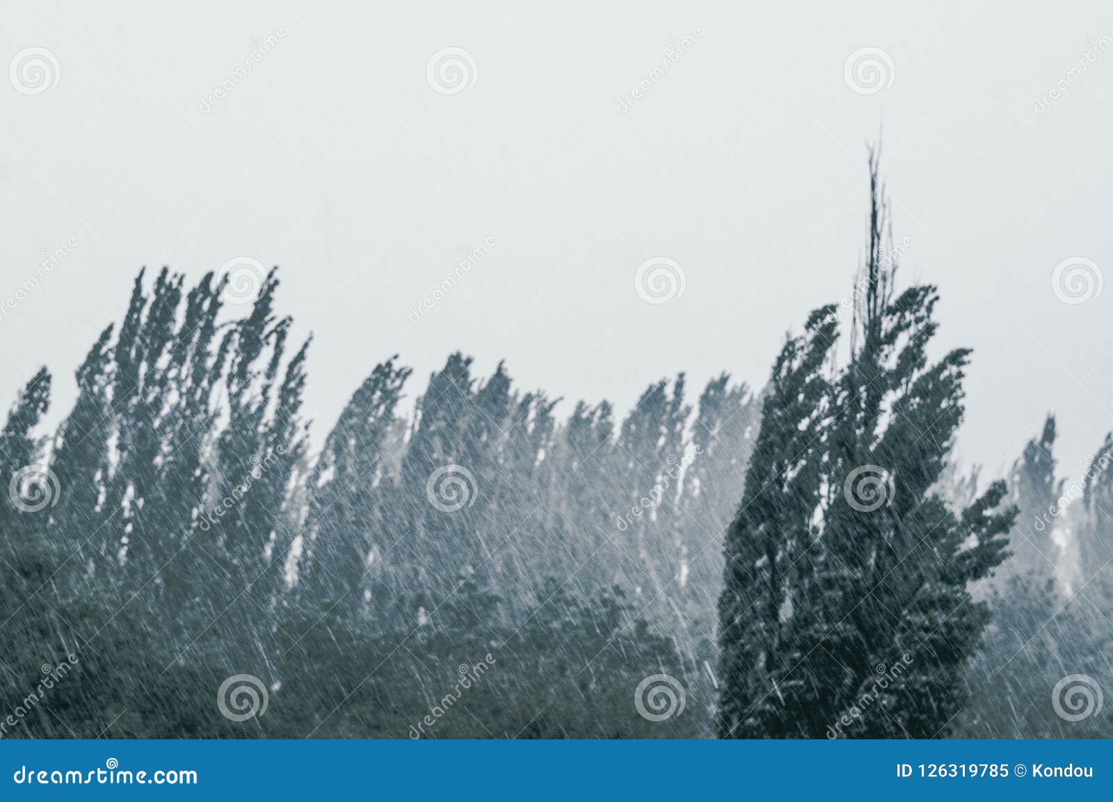 Landscape with Trees in Heavy Summer Rainstorm Stock Image - Image of ...