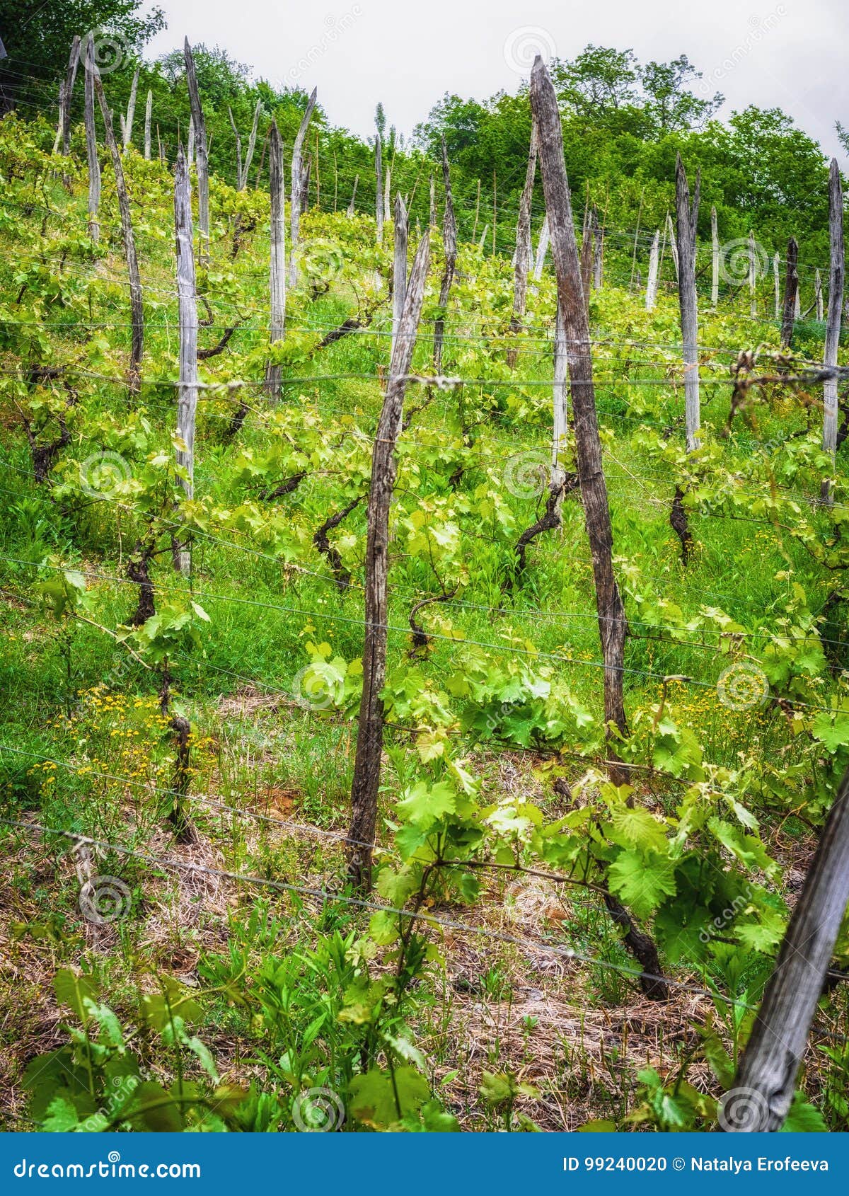 Landscape with Green Vineyards. a Young Vine Grows in a Field on a ...