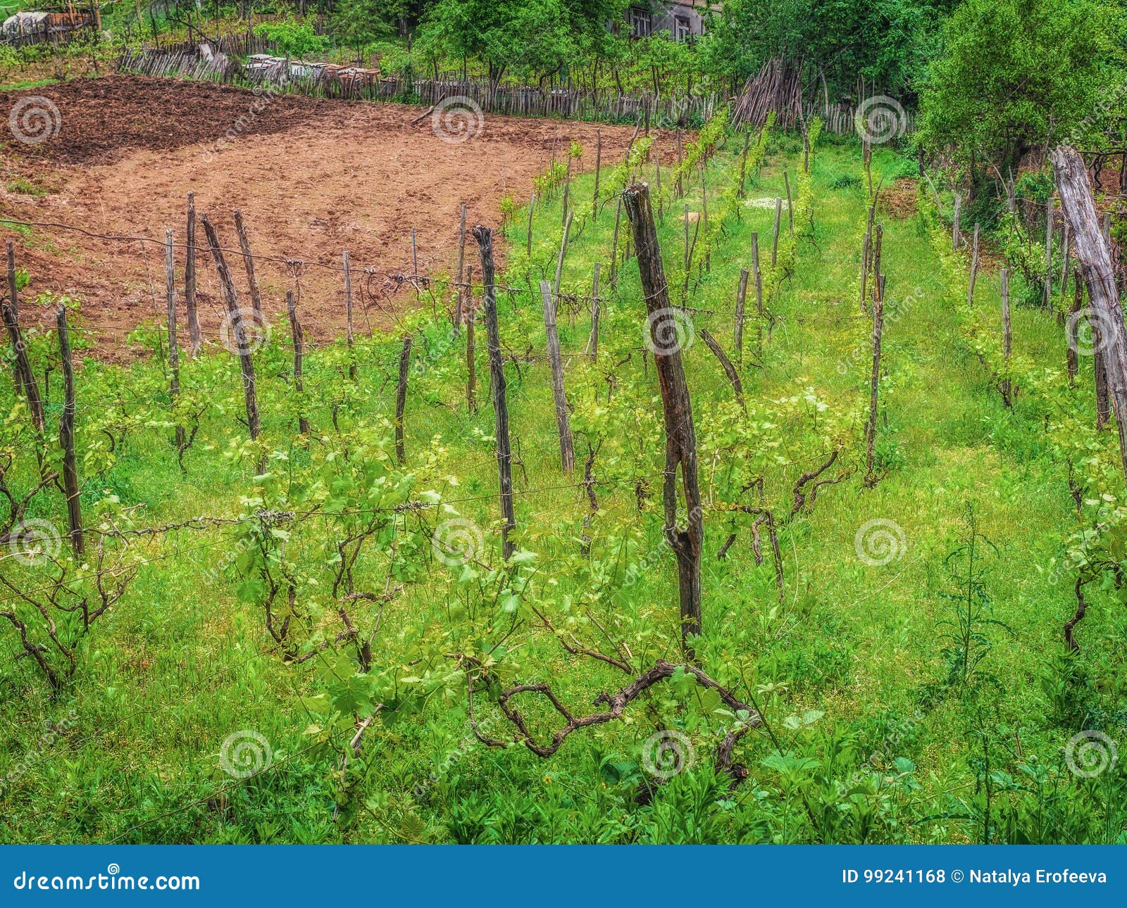 Landscape with Green Vineyards. a Young Vine Grows in a Field on a ...