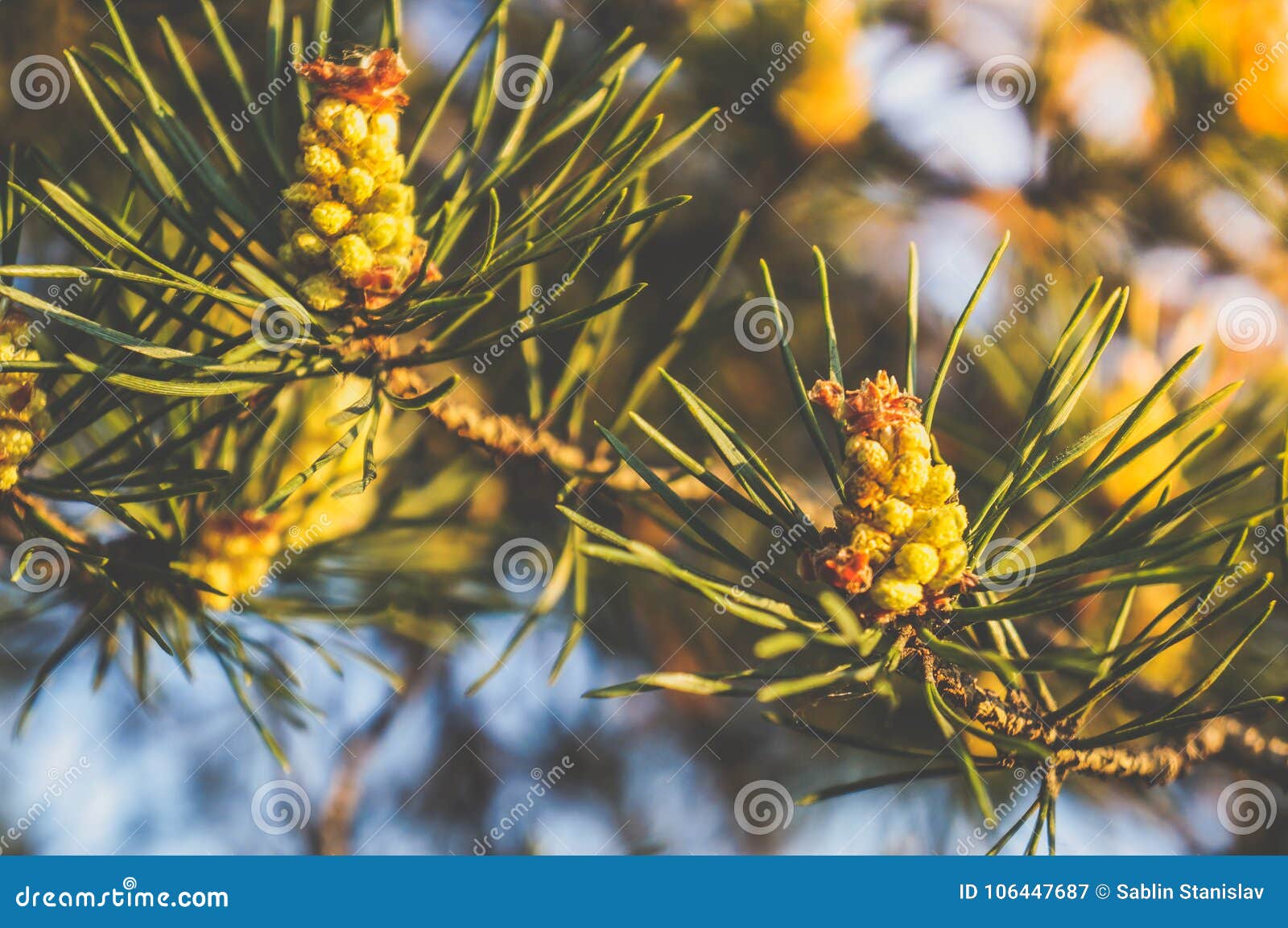 A Landscape with Greenery and Sun. Stock Image - Image of grass ...