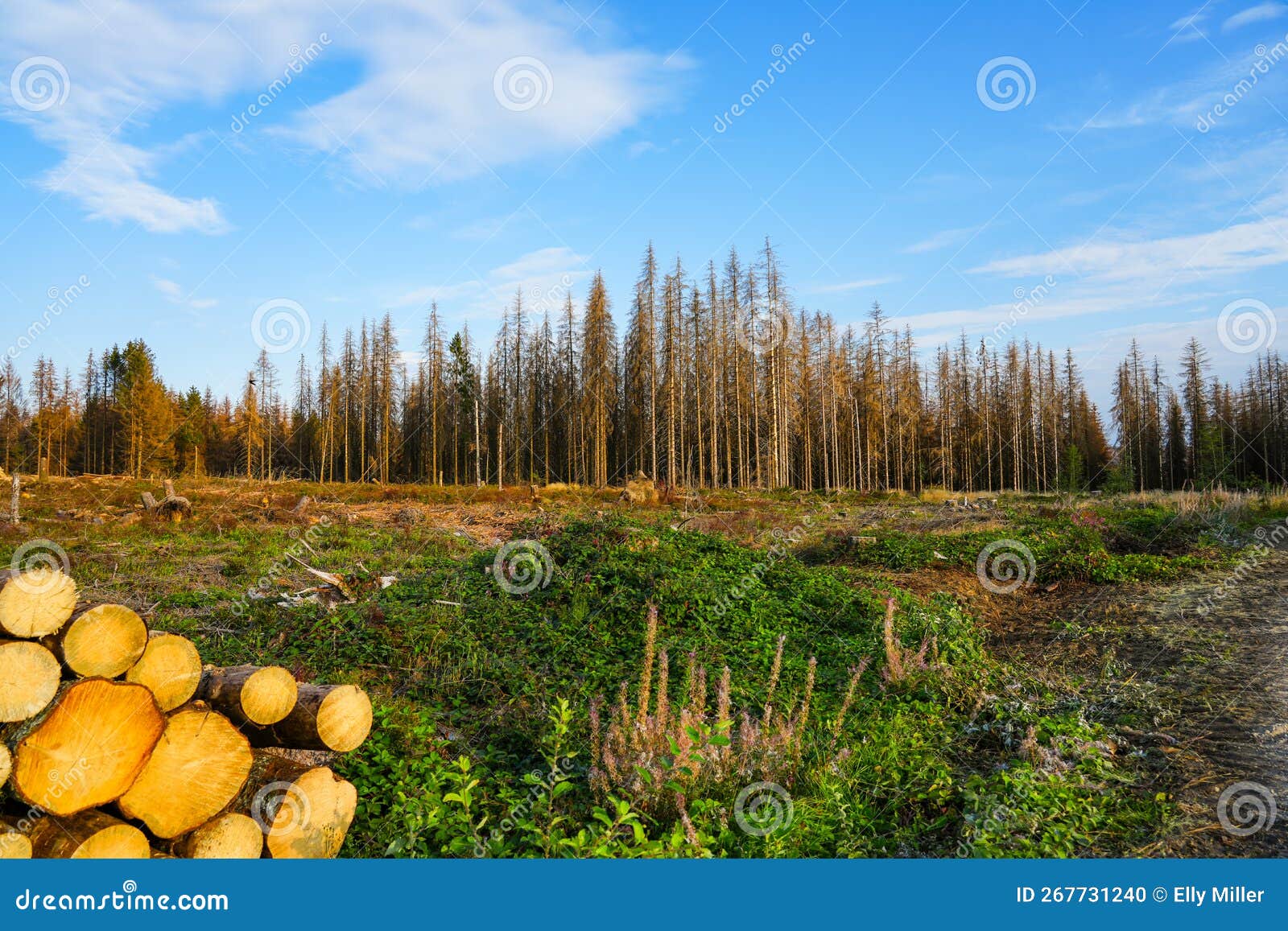 Landscape in the Harz. Forest with Dried Up Trees Stock Photo - Image ...