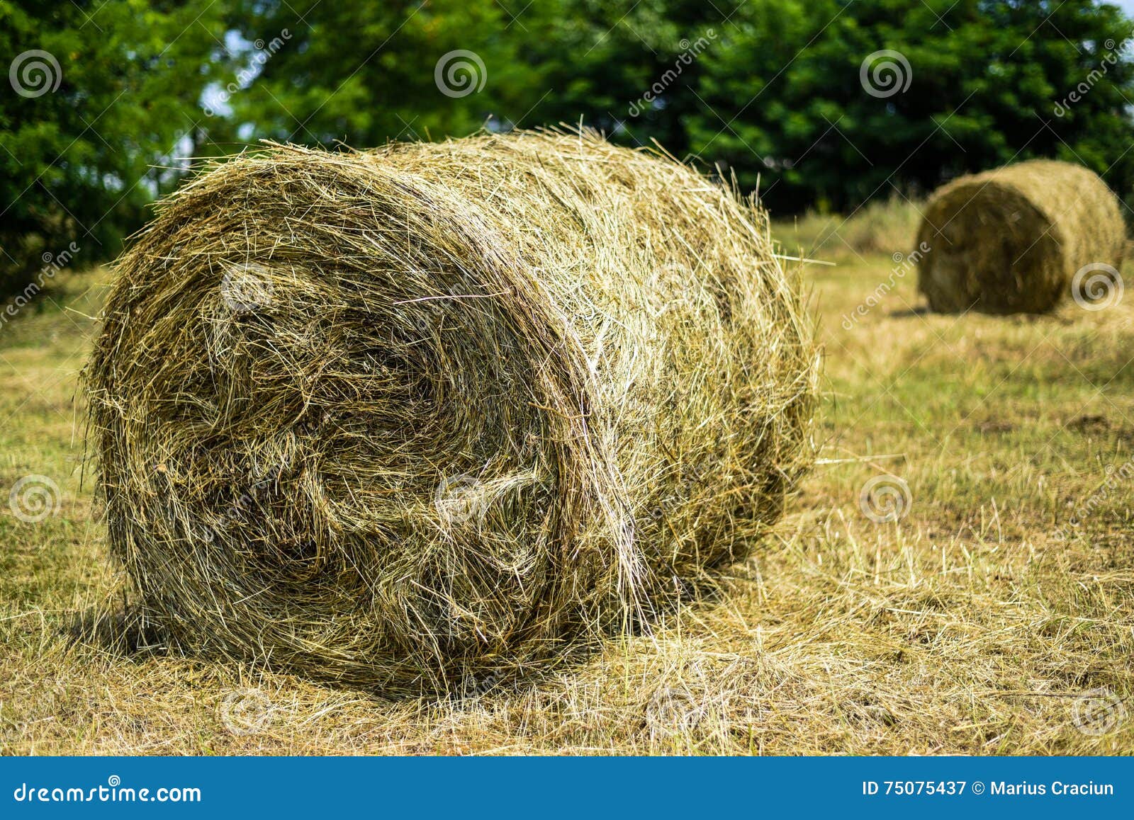 Landscape with hay roll stock image. Image of food, blue - 75075437