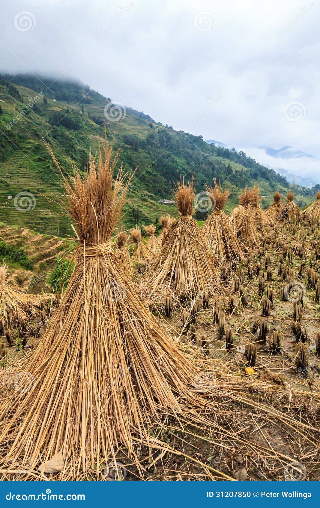 Landscape with Hay Stacks Drying on Rice Fields Stock Photo - Image of ...