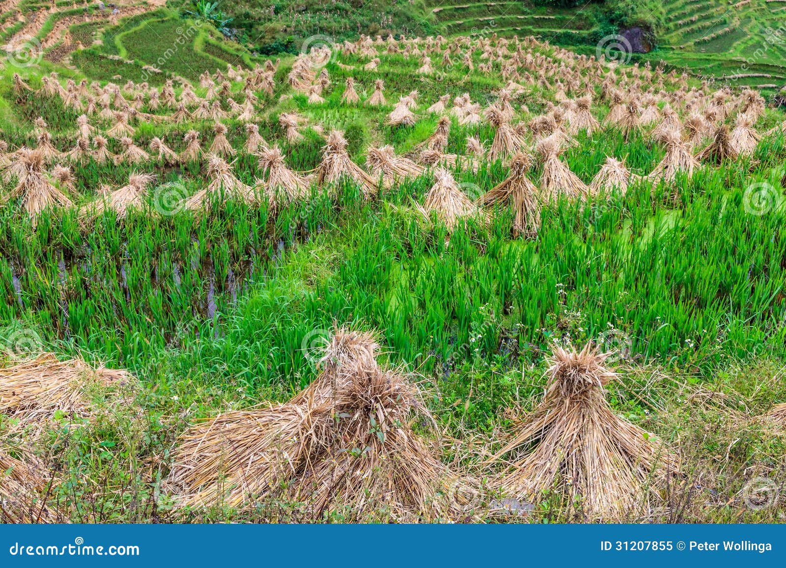 Landscape with Hay Stacks Drying on Rice Fields Stock Image - Image of ...