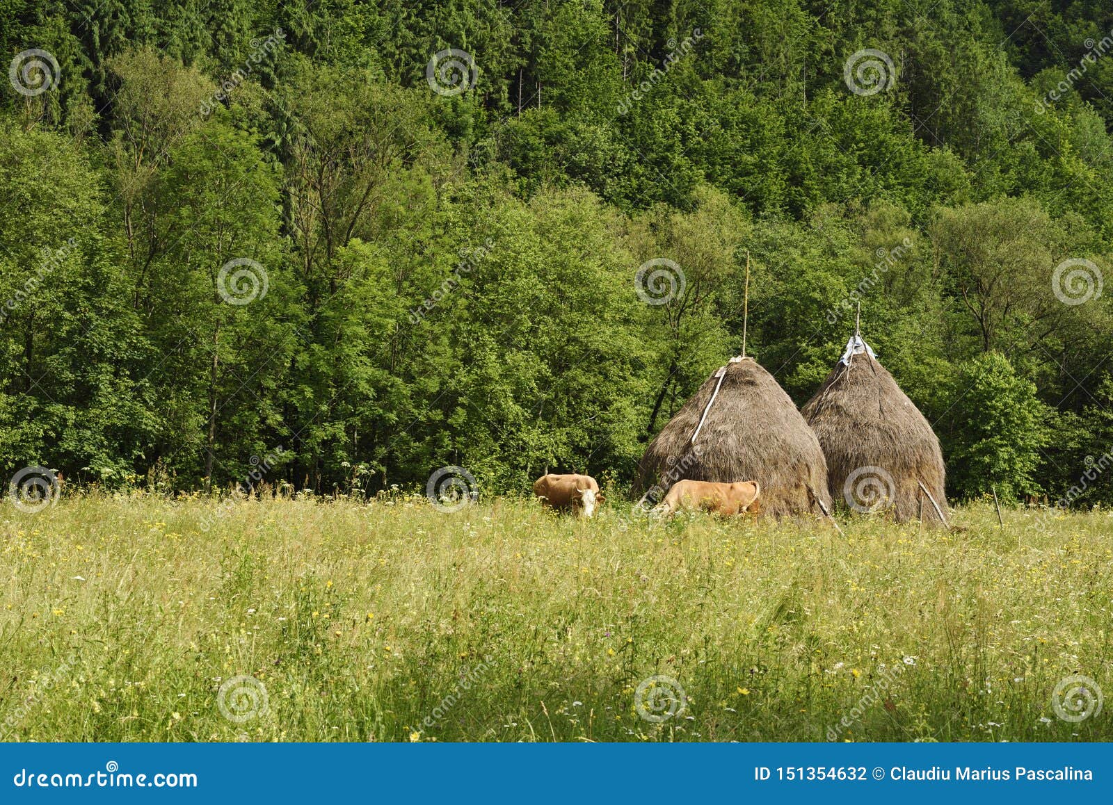 Rural Landscape with Haystacks and Cows Grazing Stock Photo - Image of ...