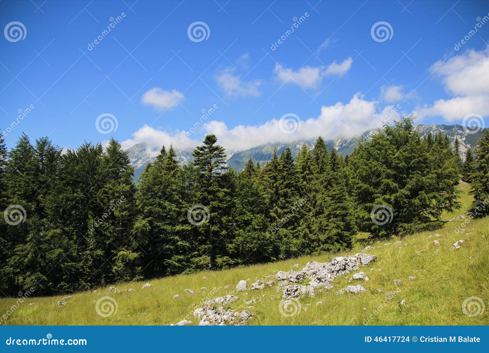 Landscape on the Hill, with Green Grass, Forest and Blue Sky Stock ...