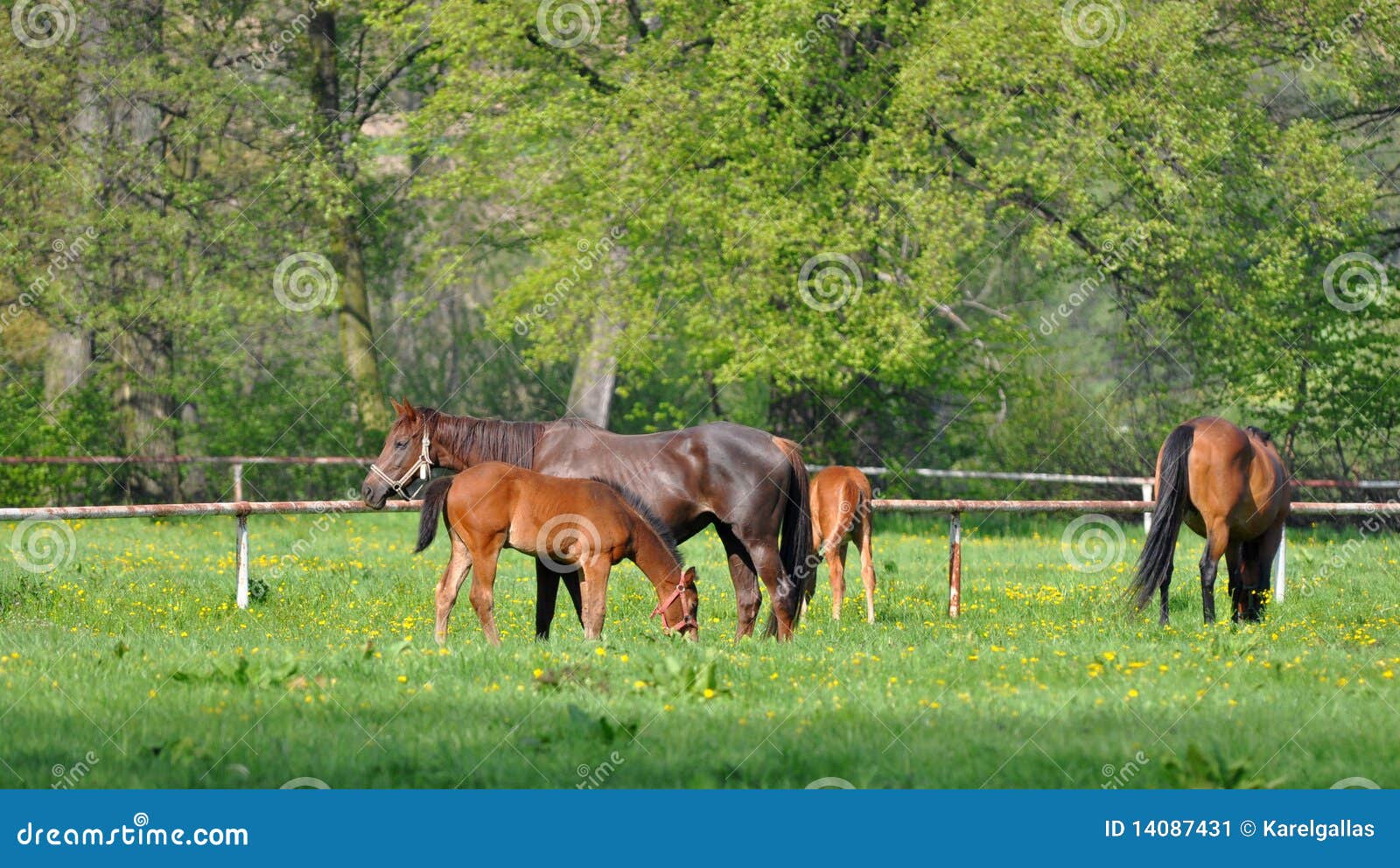 Landscape with horses. stock image. Image of meadow, bridle - 14087431