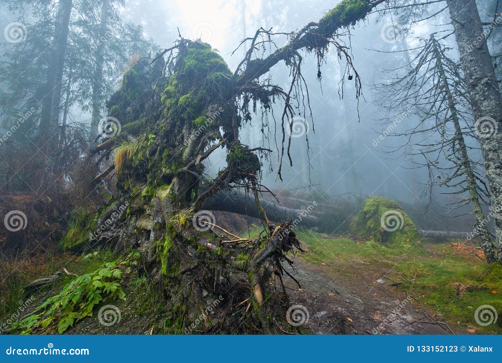 Huge Uprooted Old Tree In Dense Forest Royalty-Free Stock Image ...