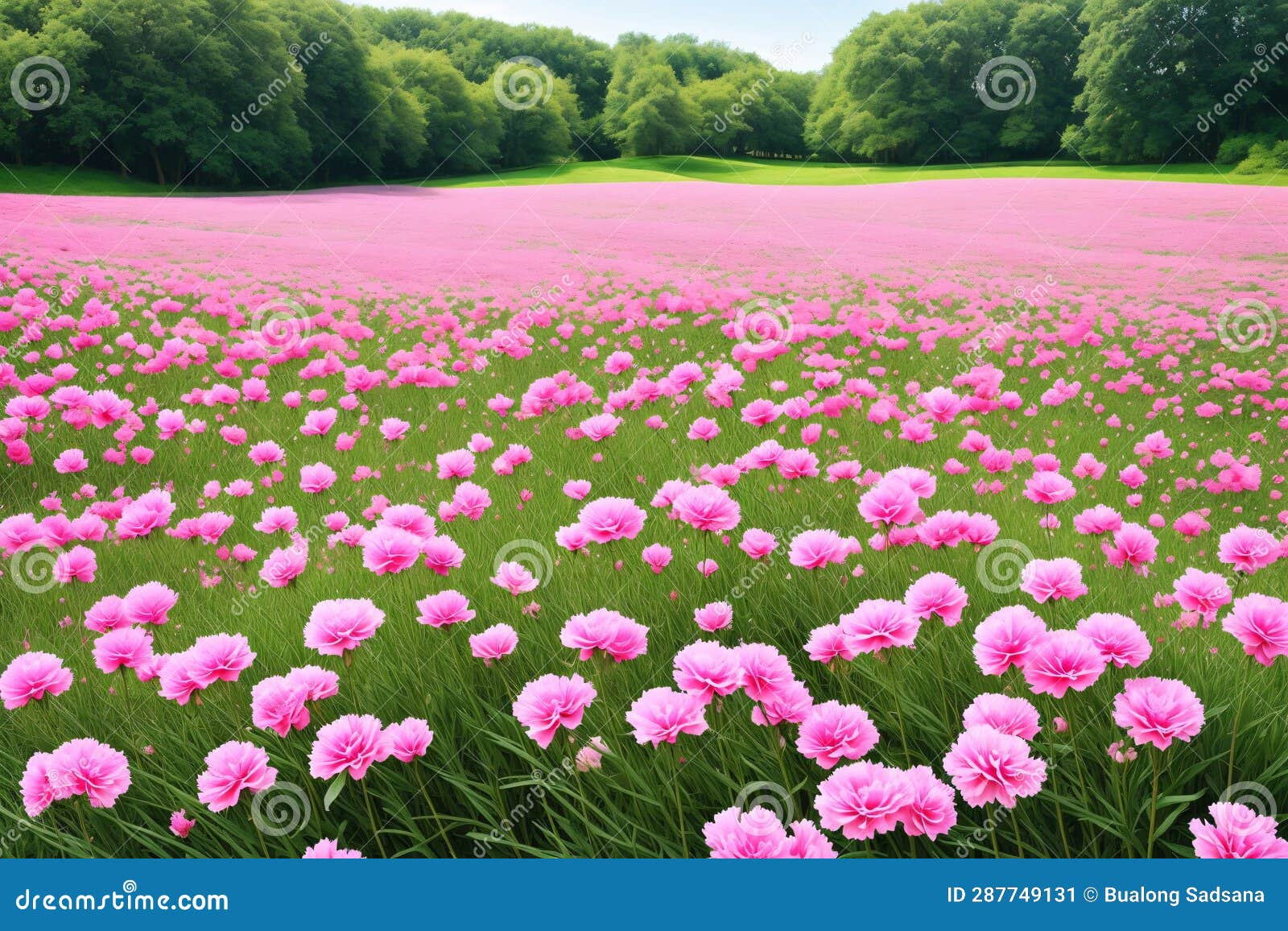 Pink Carnations Bloom in Green Fields. Stock Illustration ...
