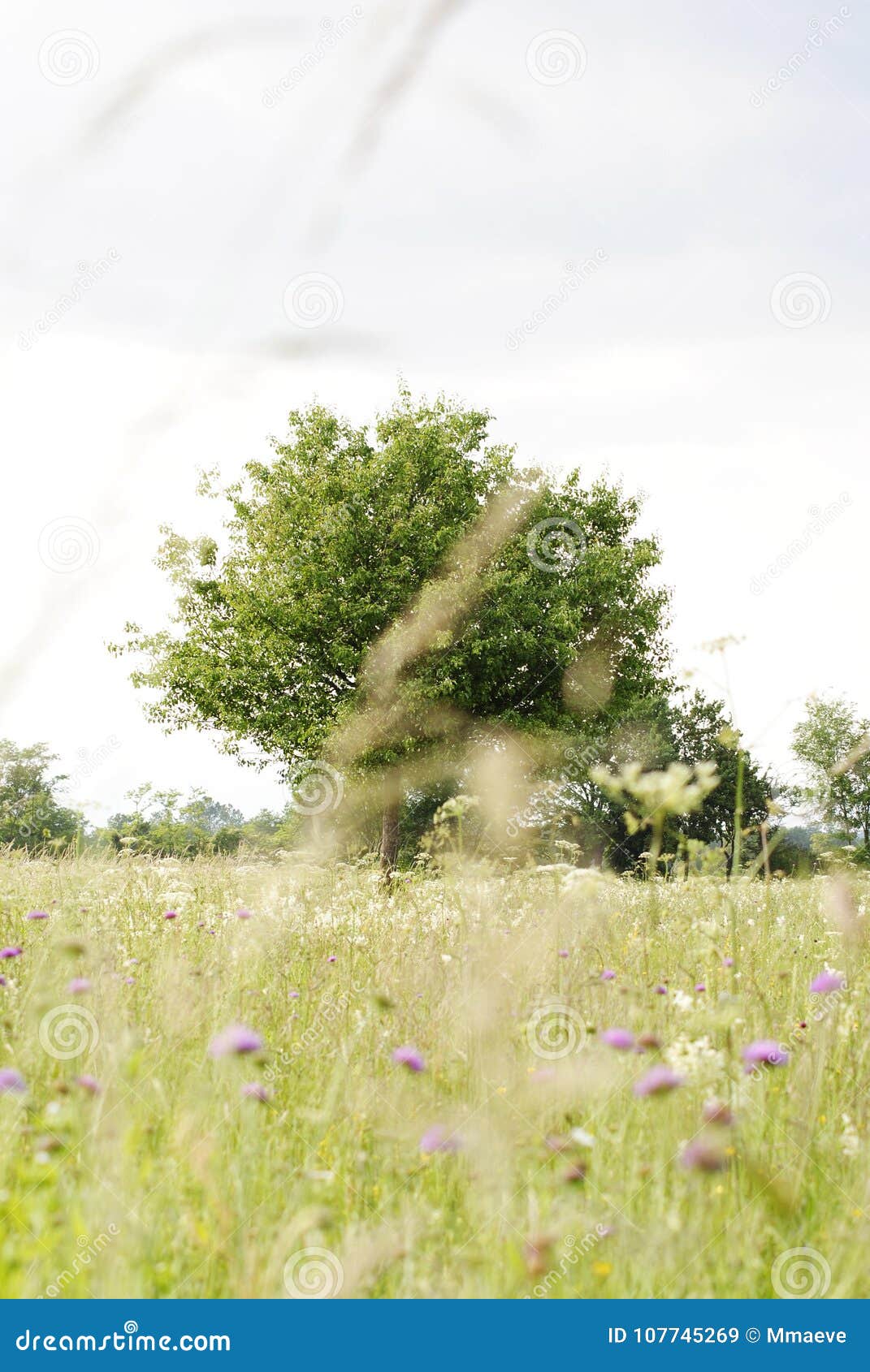 Big tree in a Spring field stock image. Image of blossom - 107745269
