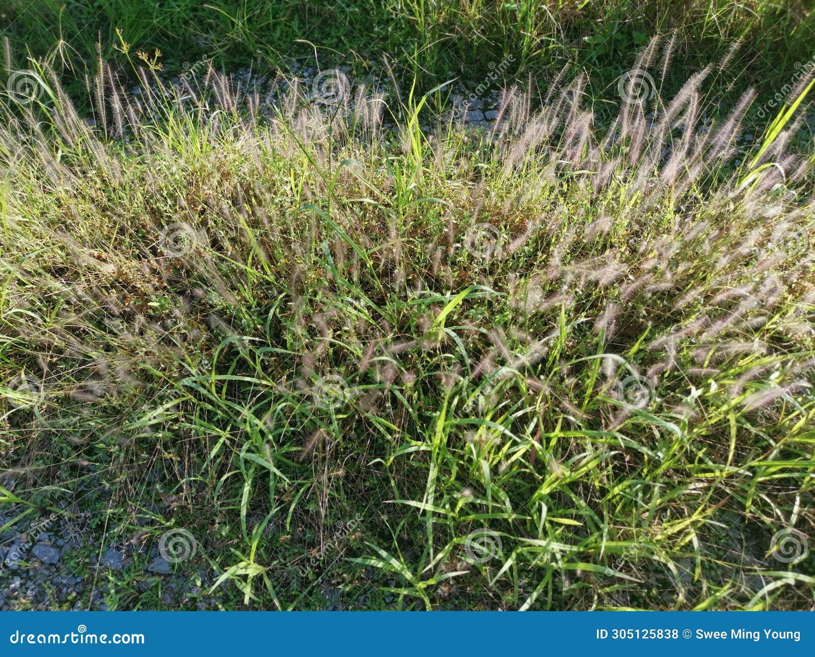 Bushy Dwarf Fountain Grass in the Meadow. Stock Photo - Image of wild ...