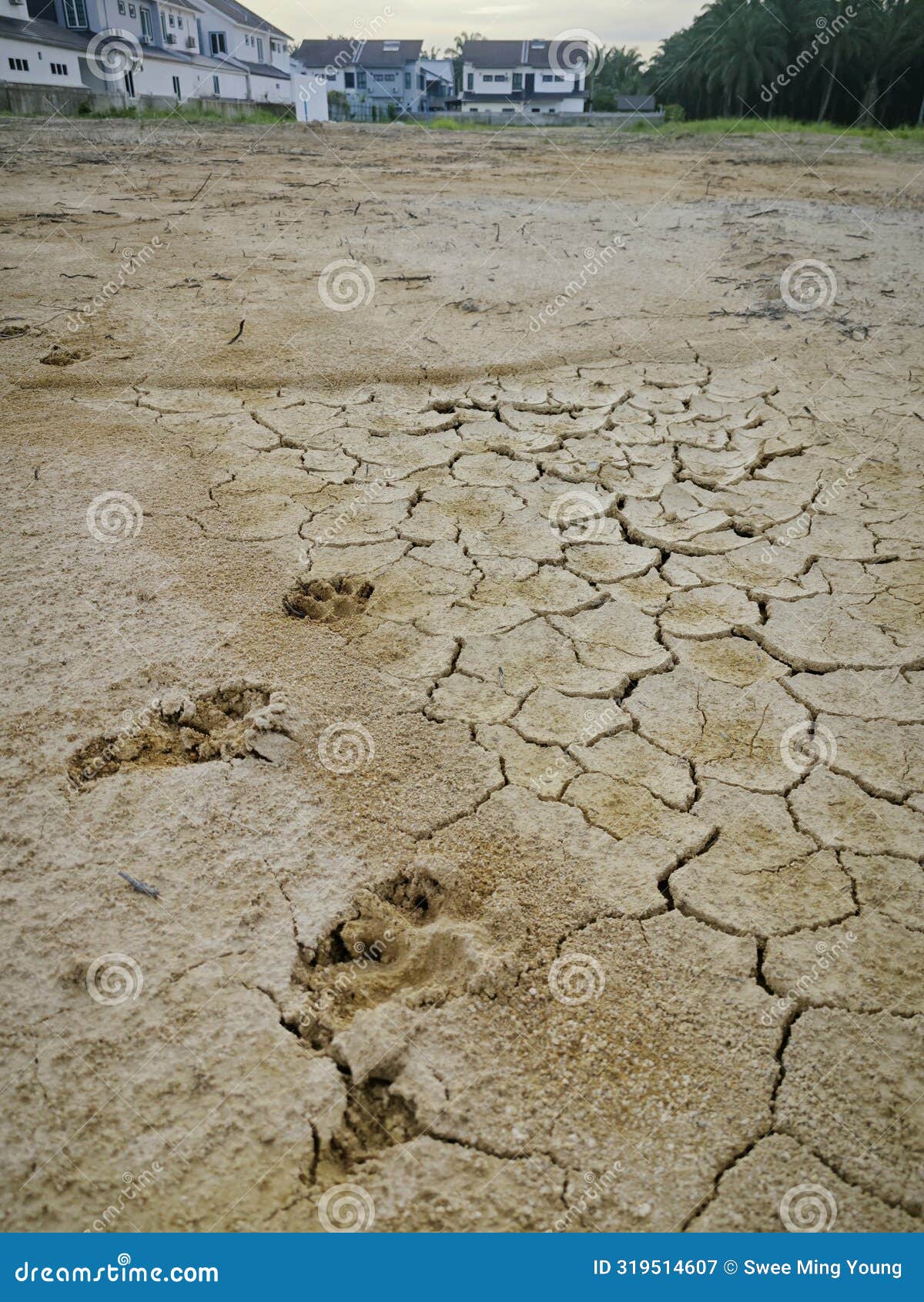 Common Natural Phenomenon on the Earth Surface Cracking. Stock Image ...
