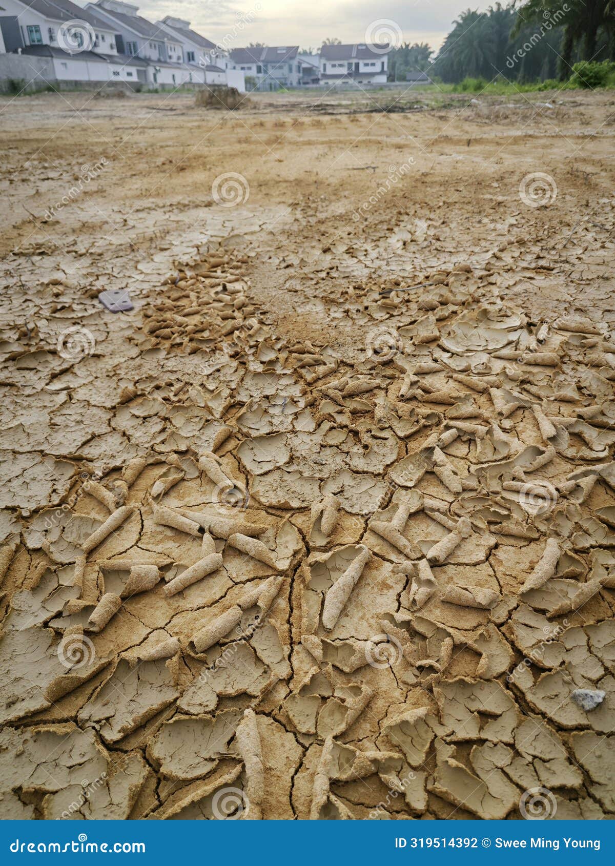 Common Natural Phenomenon on the Earth Surface Cracking. Stock Photo ...