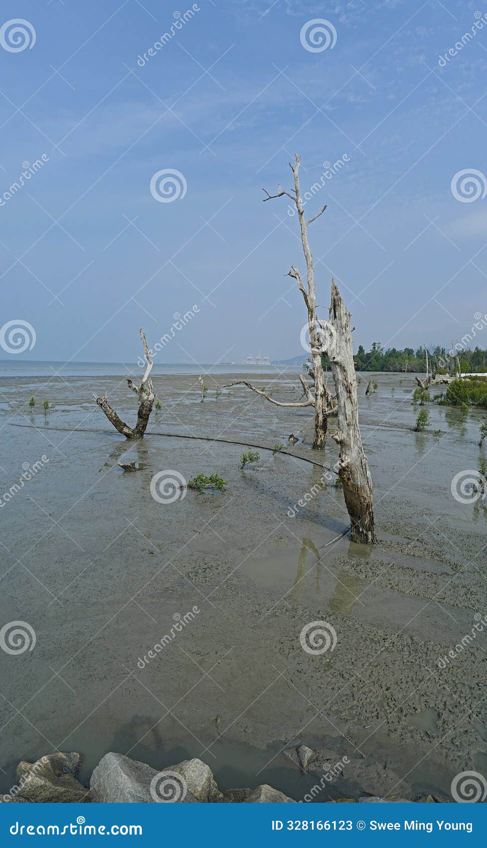 Dead and Dried Mangrove Tree Trunk by the Coastal Seaside. Stock Image ...