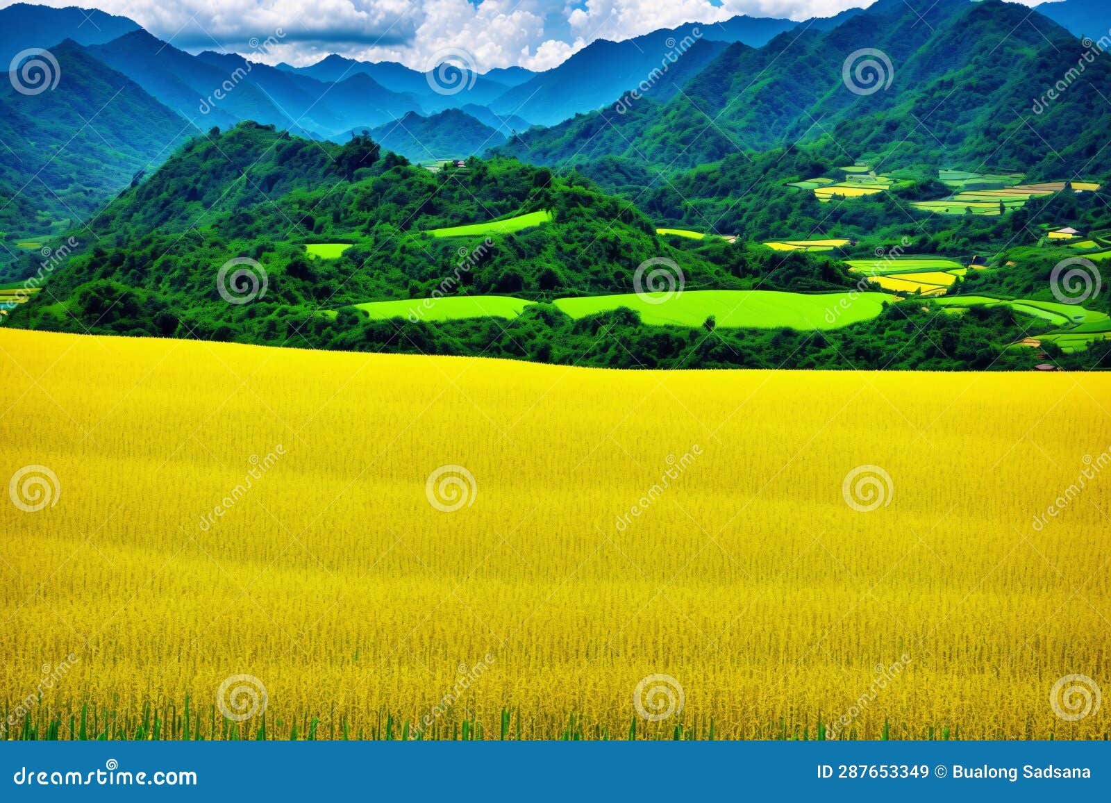The fields of golden rice. stock illustration. Illustration of grass ...