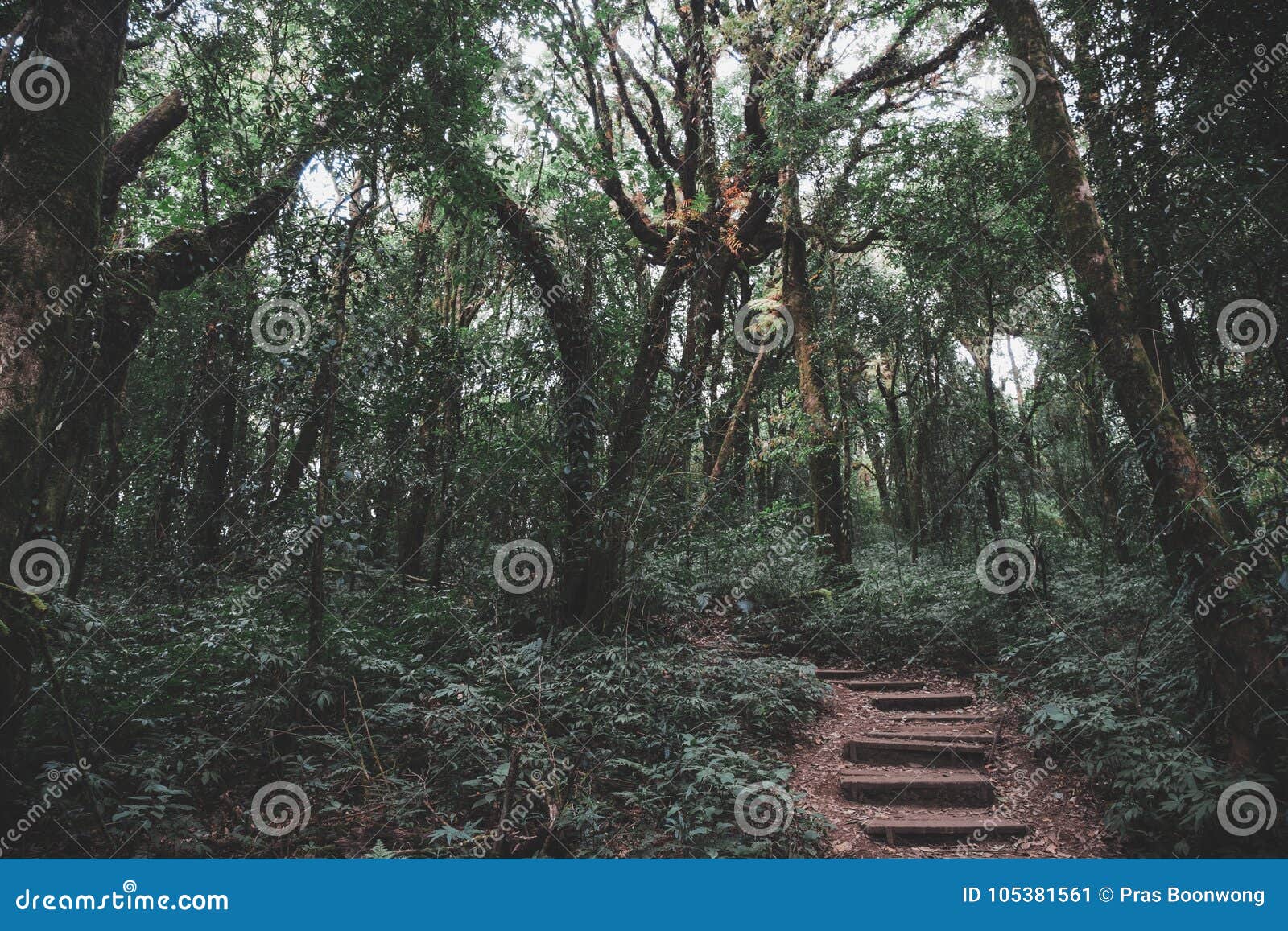 Greenery Rainforest and the Wooden Walk Way Stock Image - Image of park ...