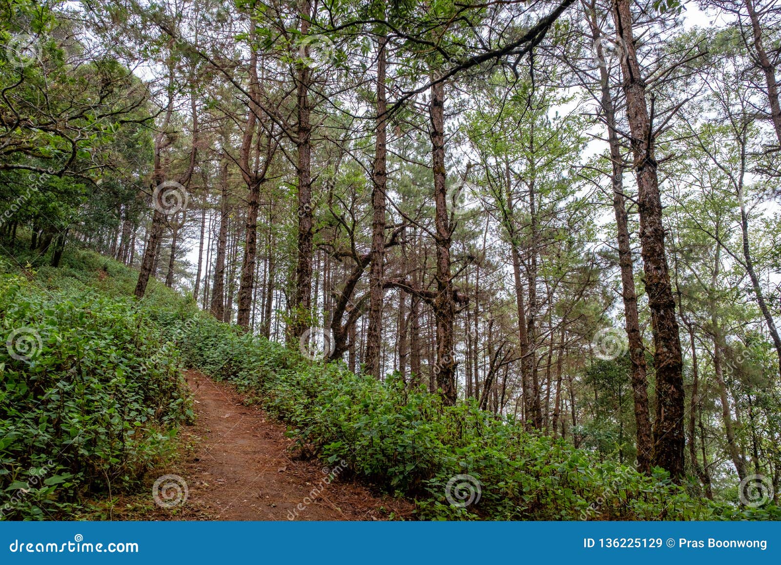 Greenery rainforest woods stock image. Image of beauty - 136225129