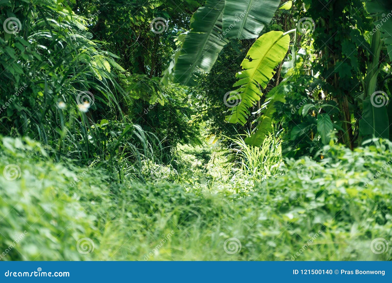 Landscape Image of Greenery Tropical Rainforest Stock Photo - Image of ...