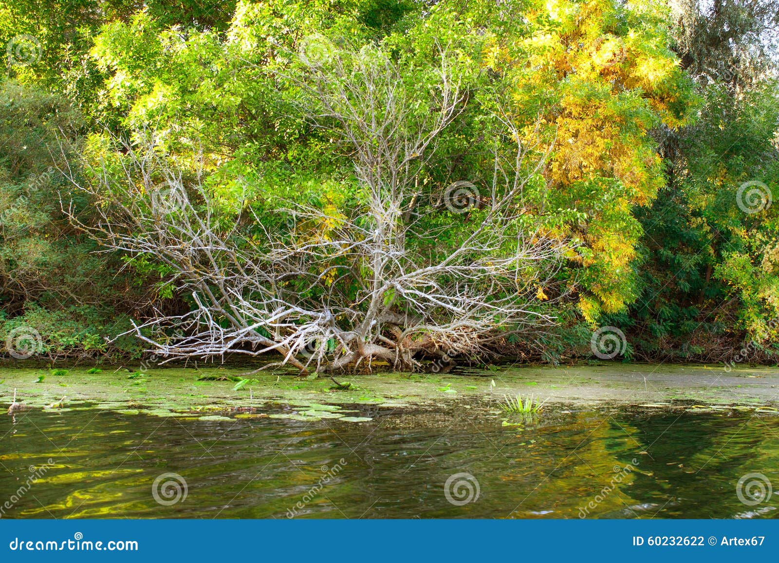 Landscape Image of a Large River Shore Vegetation Stock Photo - Image ...