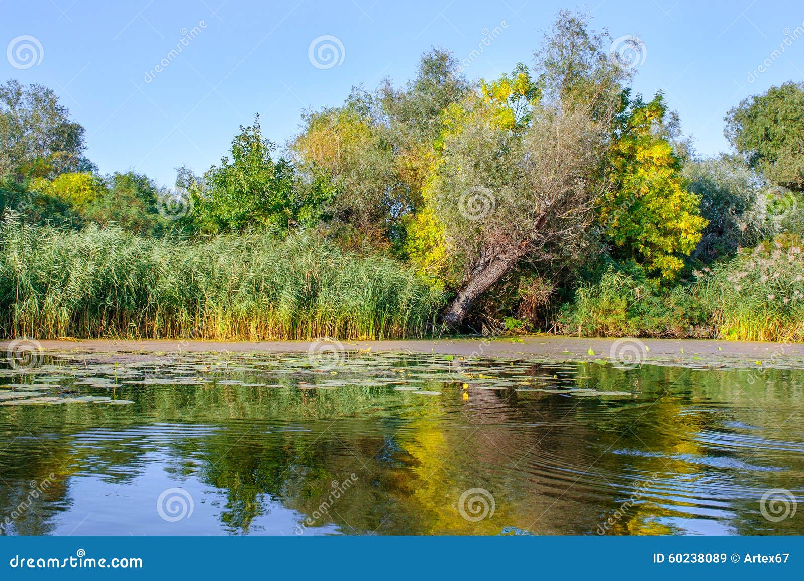 Landscape Image of a Large River Shore Vegetation Stock Image - Image ...