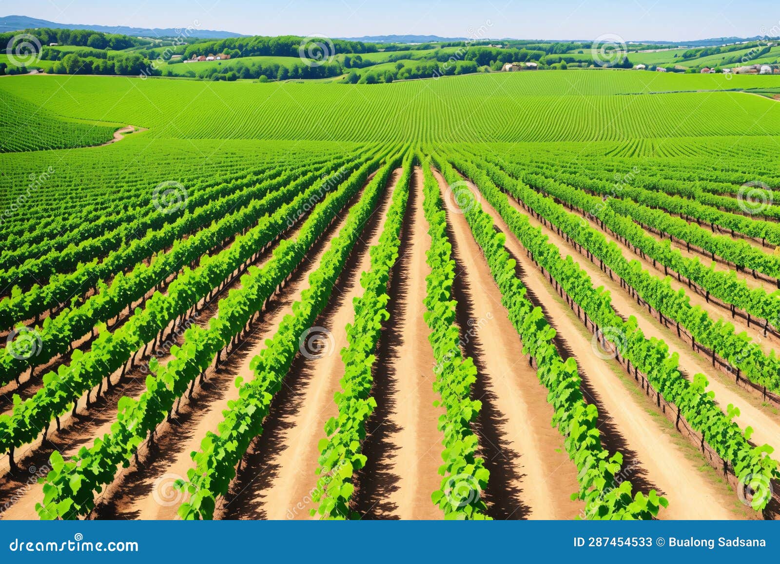 Rows of vines in a field. stock illustration. Illustration of ...