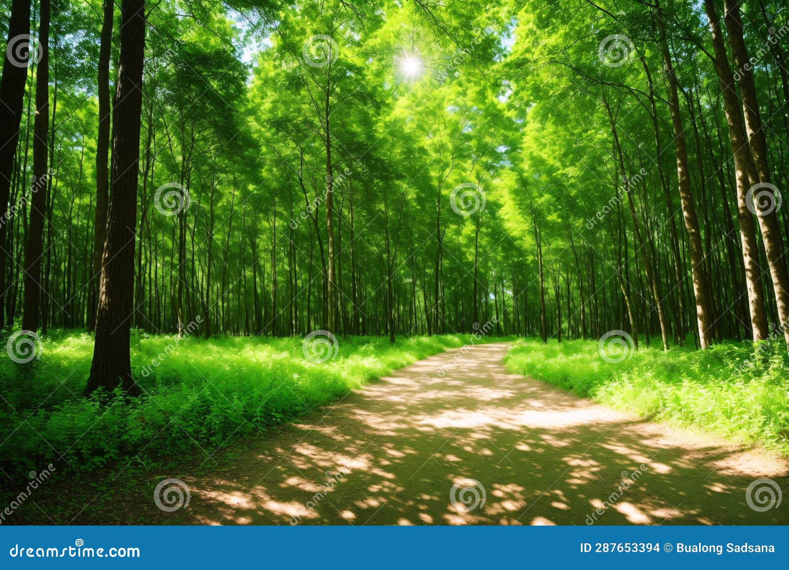 The Rubber Forest is at Midday. Stock Illustration - Illustration of ...