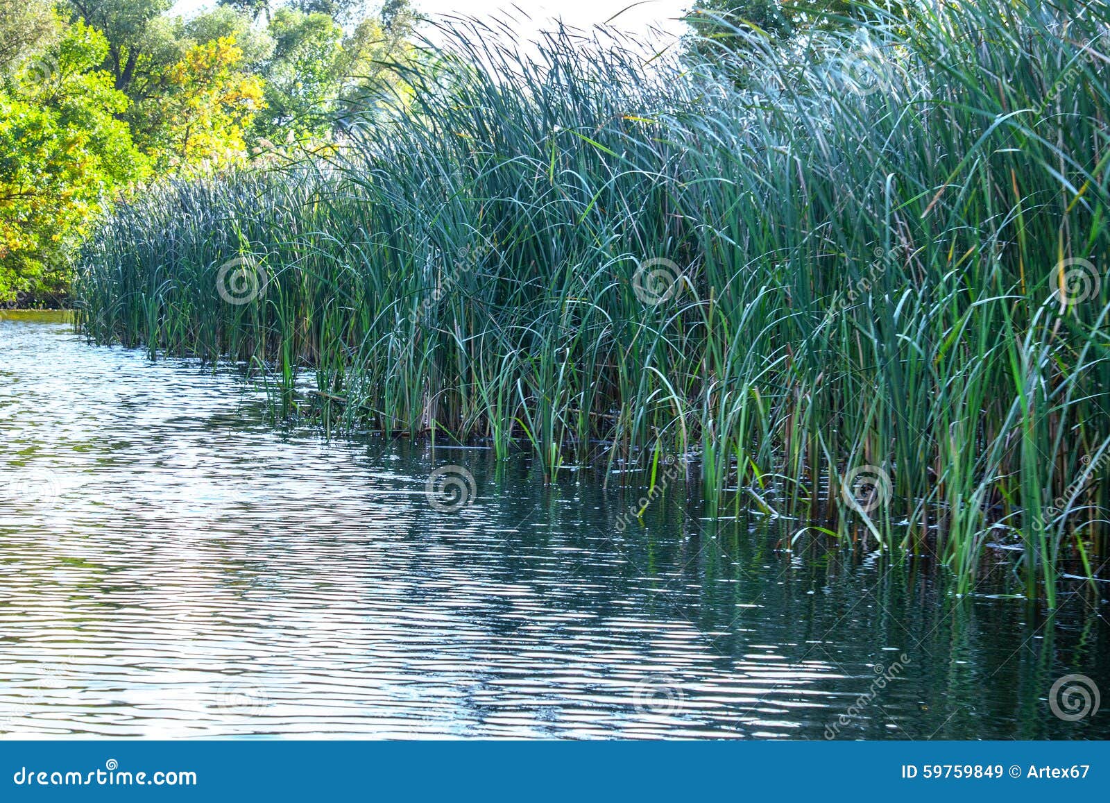 Landscape Image of a Small River Reedy and Old Trees Stock Image ...