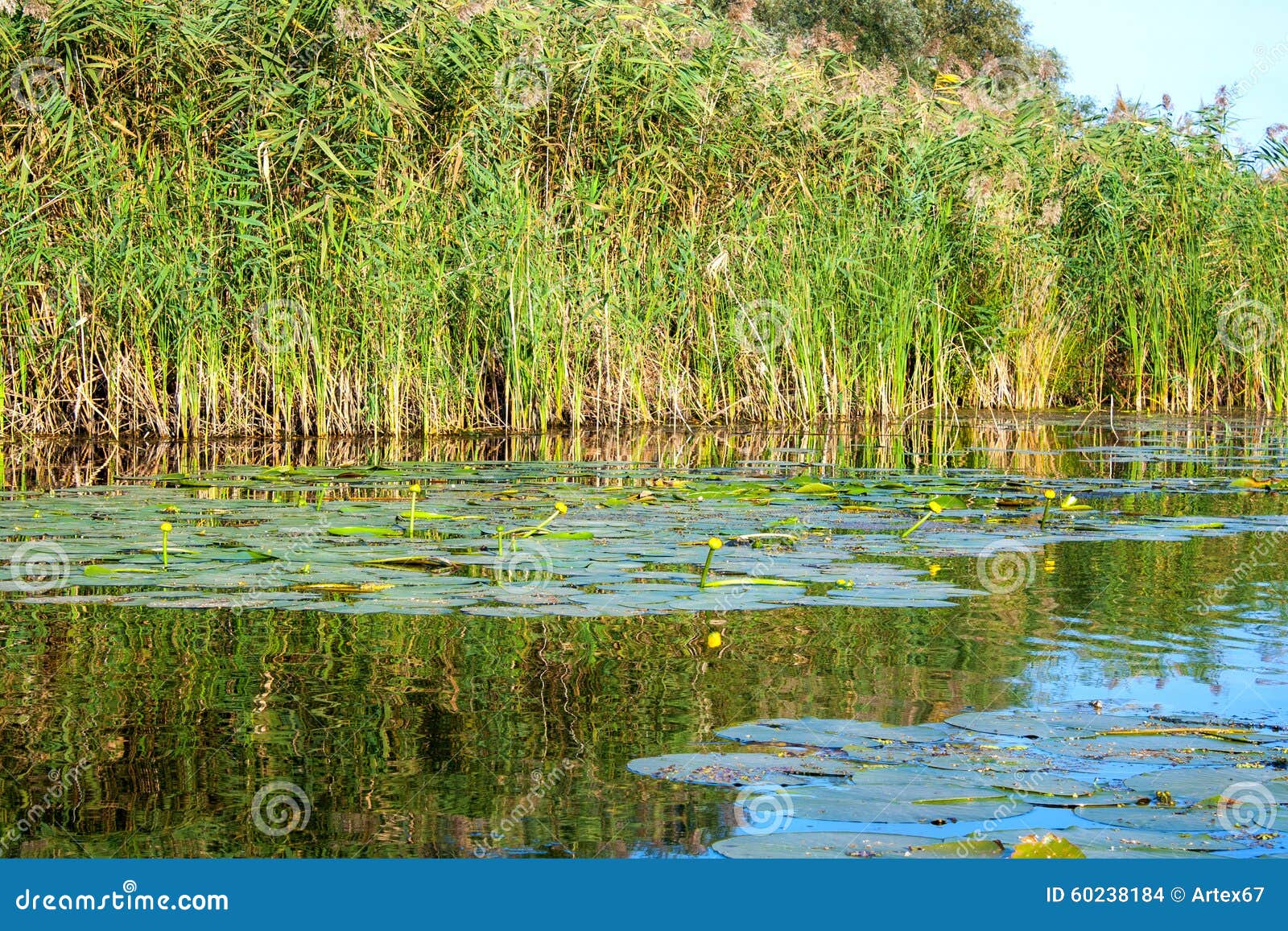 Landscape Image of a Small River Reedy and Old Trees Stock Photo ...