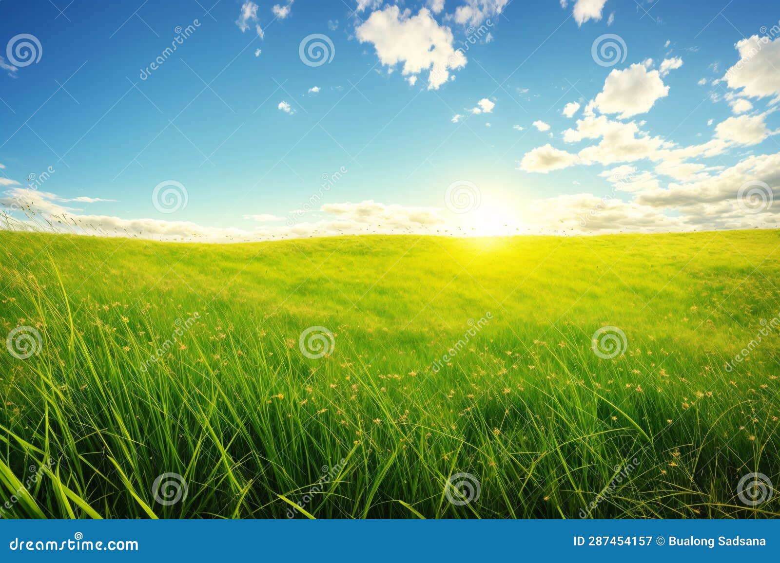 Sward Grass is a Decorative Grass. Stock Illustration - Illustration of ...