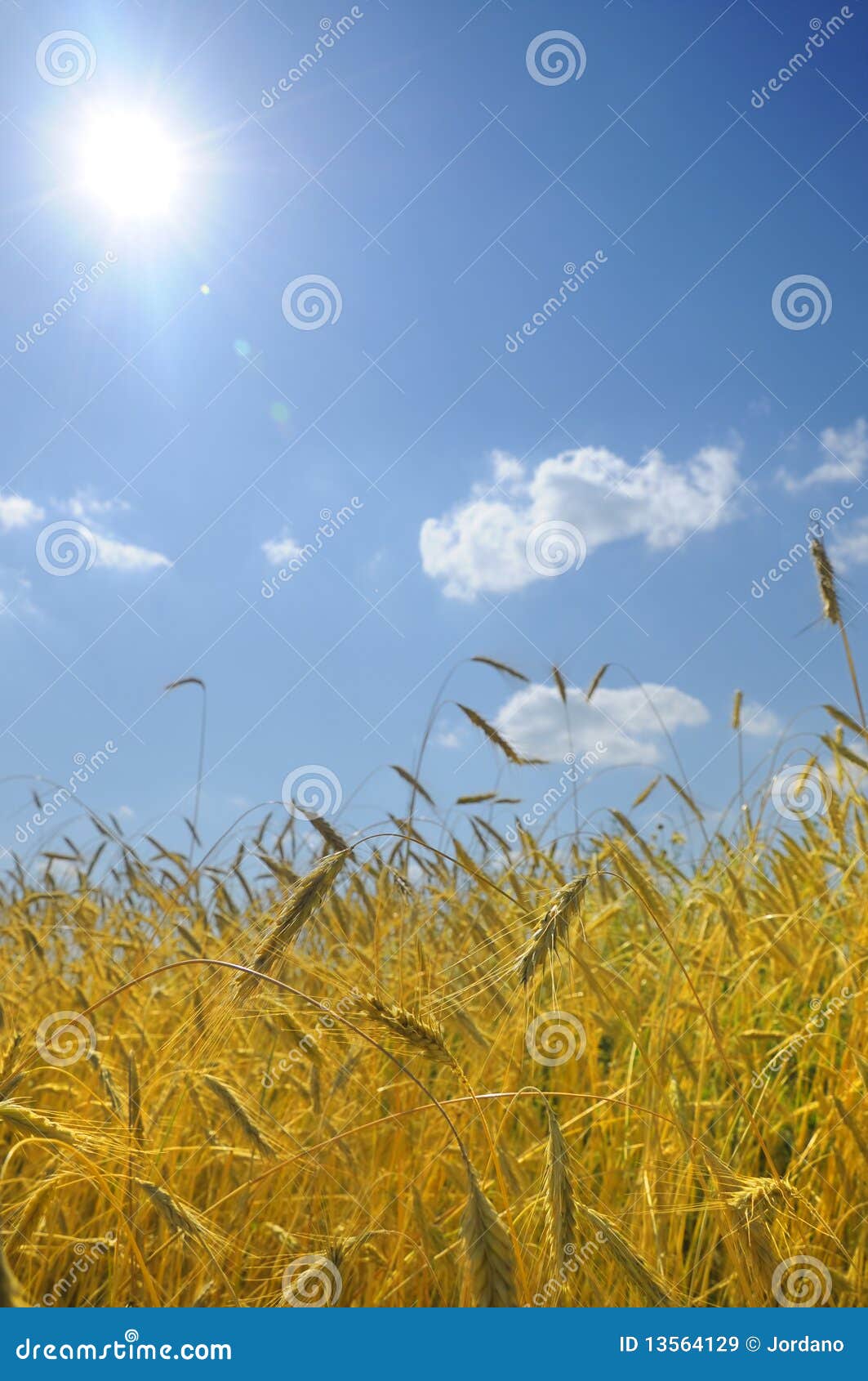 Landscape Image of a Wheat Field Stock Image - Image of horizon, beauty ...