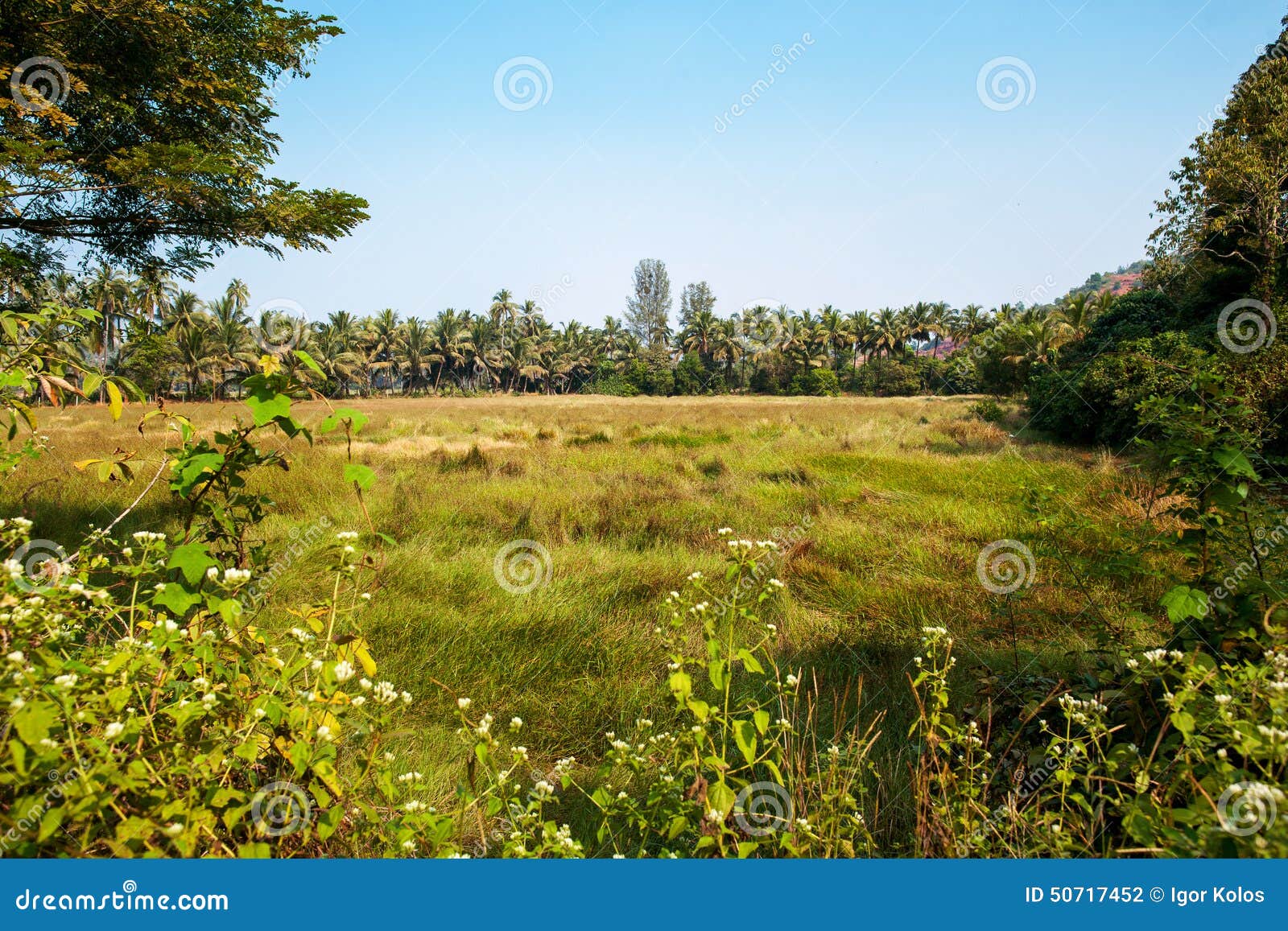 Landscape in India stock photo. Image of idyllic, growth - 50717452