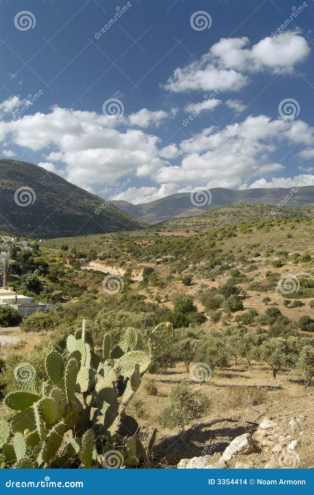 Fig Plantation Israel Stock Photos - Free & Royalty-Free Stock Photos ...